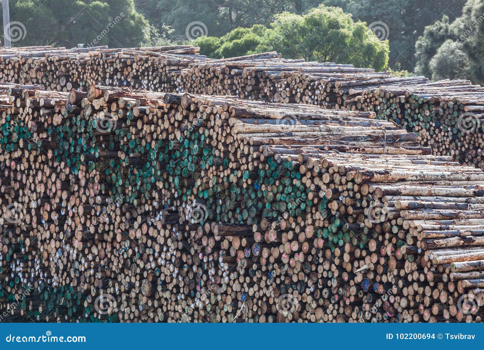 Huge Stack of Tree Trunks in a Lumber Yard. Stock Photo - Image of logs ...