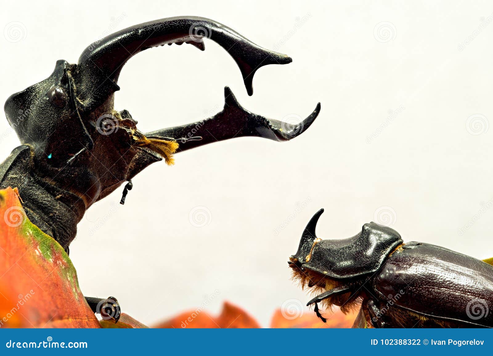 Beetle That Looks Like An Alien Overlord Stock Photography ...