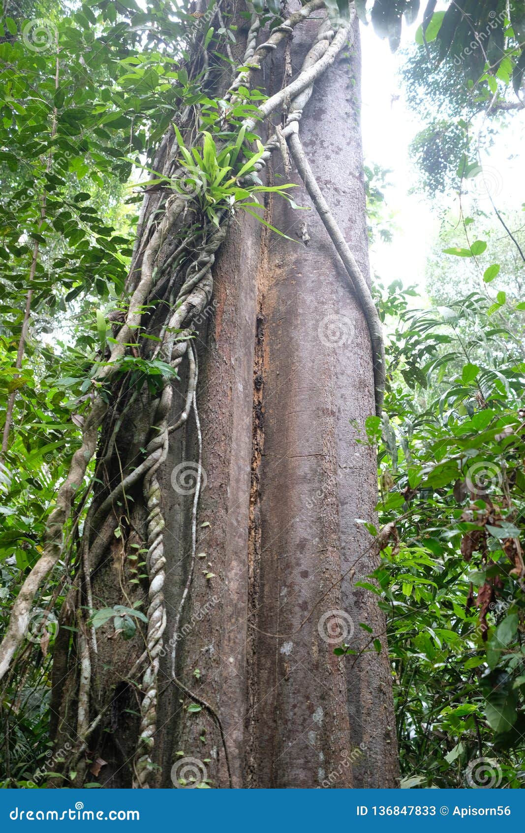 Huge Stand Timber in Deep Forest Stock Image - Image of liana, nature ...