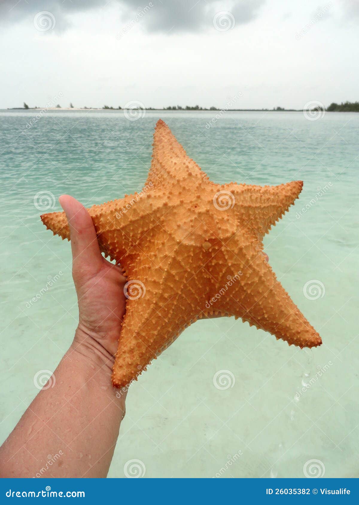 Huge starfish stock photo. Image of cuba, tourism, holliday - 26035382