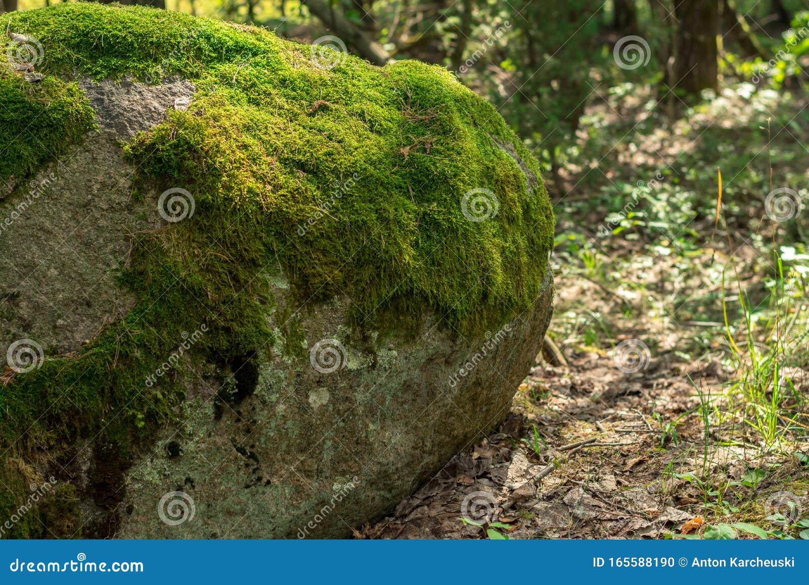 A Huge Stone in the Forest, Naturally Covered with Green Moss. Stock ...