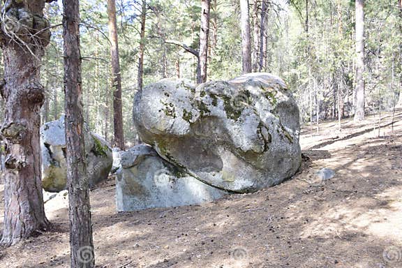 A big stone in the forest stock photo. Image of pine - 243313056