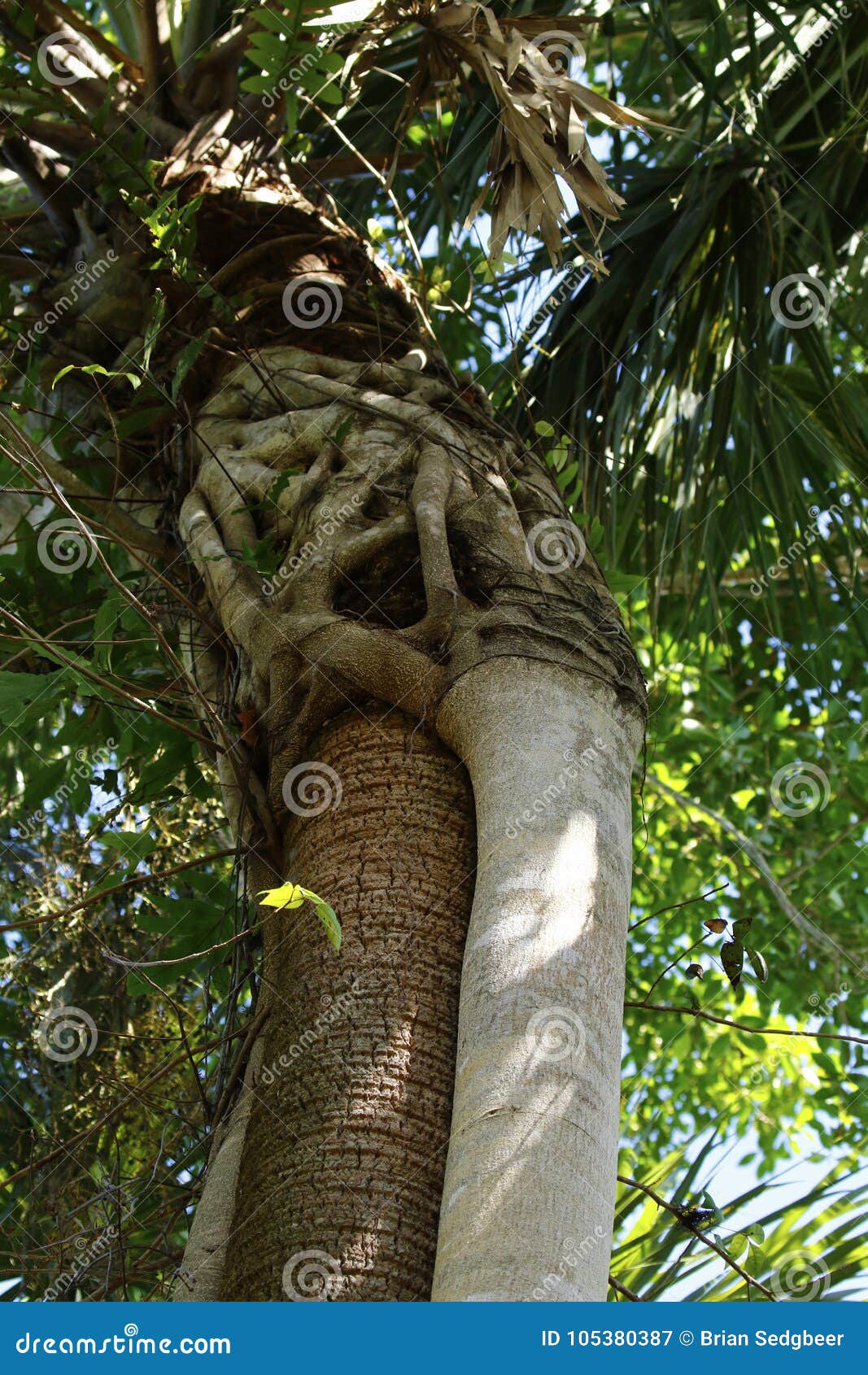 Strangling Vine Surrounding Palm Tree Trunk Stock Image - Image of ...