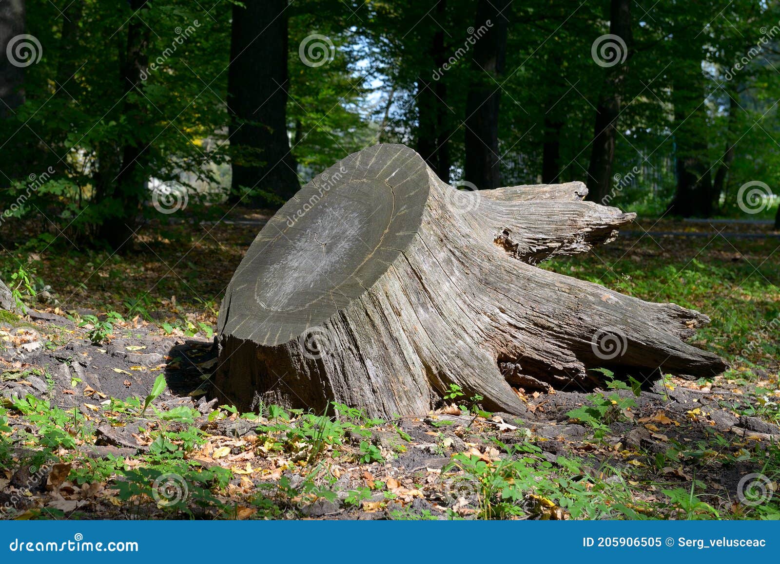 Huge stump felled tree stock image. Image of grass, stem - 205906505