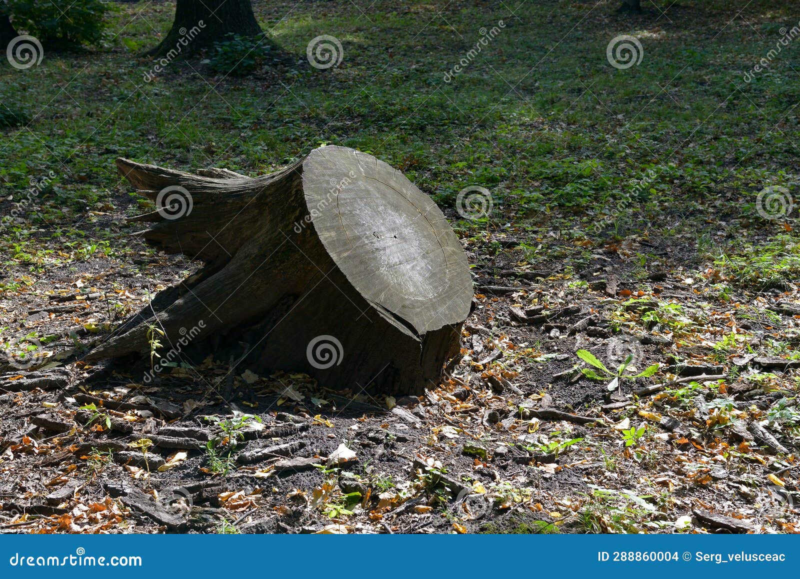 Cat On A Huge Stump Royalty-Free Stock Photo | CartoonDealer.com #77324625