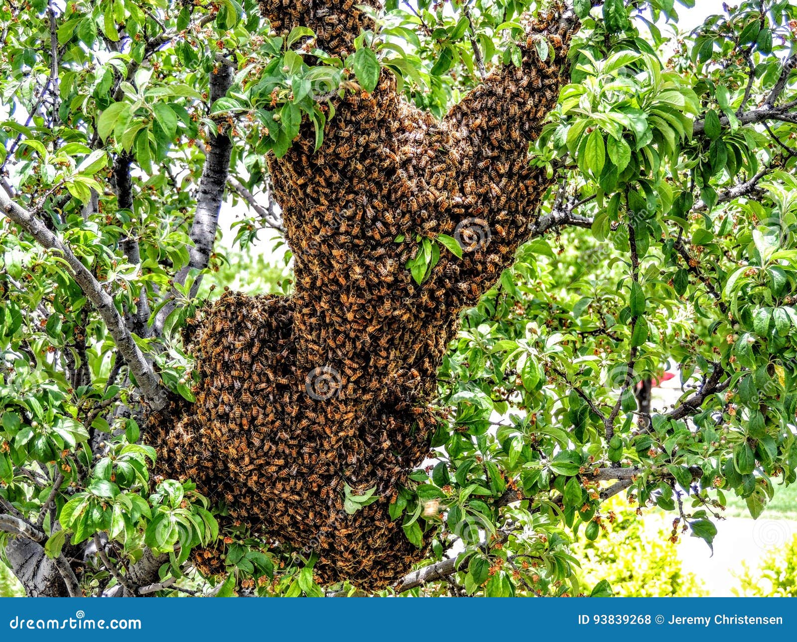 Huge Swarm of Bees on Tree Branch Stock Photo - Image of hexagon ...