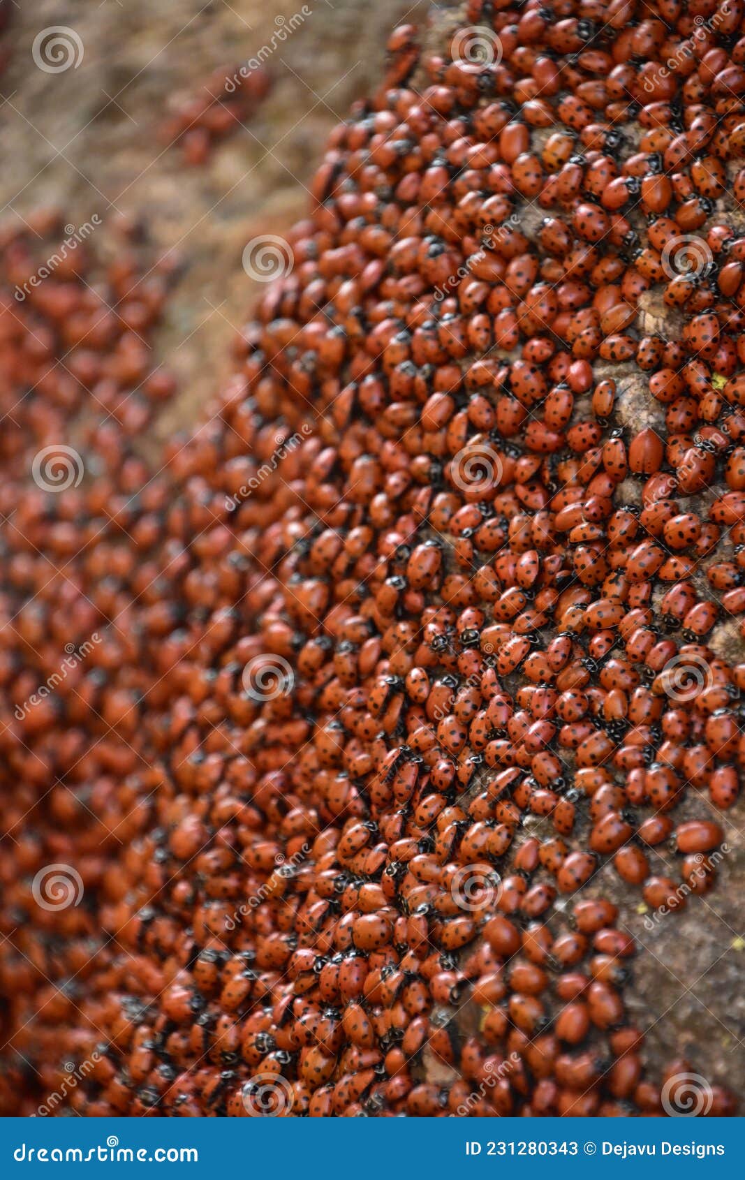 A Swarm Of Ladybugs Royalty-Free Stock Photo | CartoonDealer.com #123187887