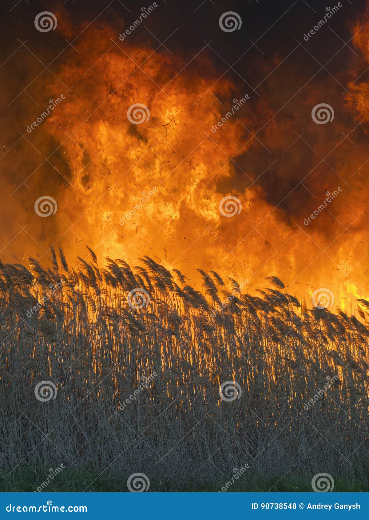 Huge and Terrible Fire in the Field Stock Photo - Image of hydrant ...