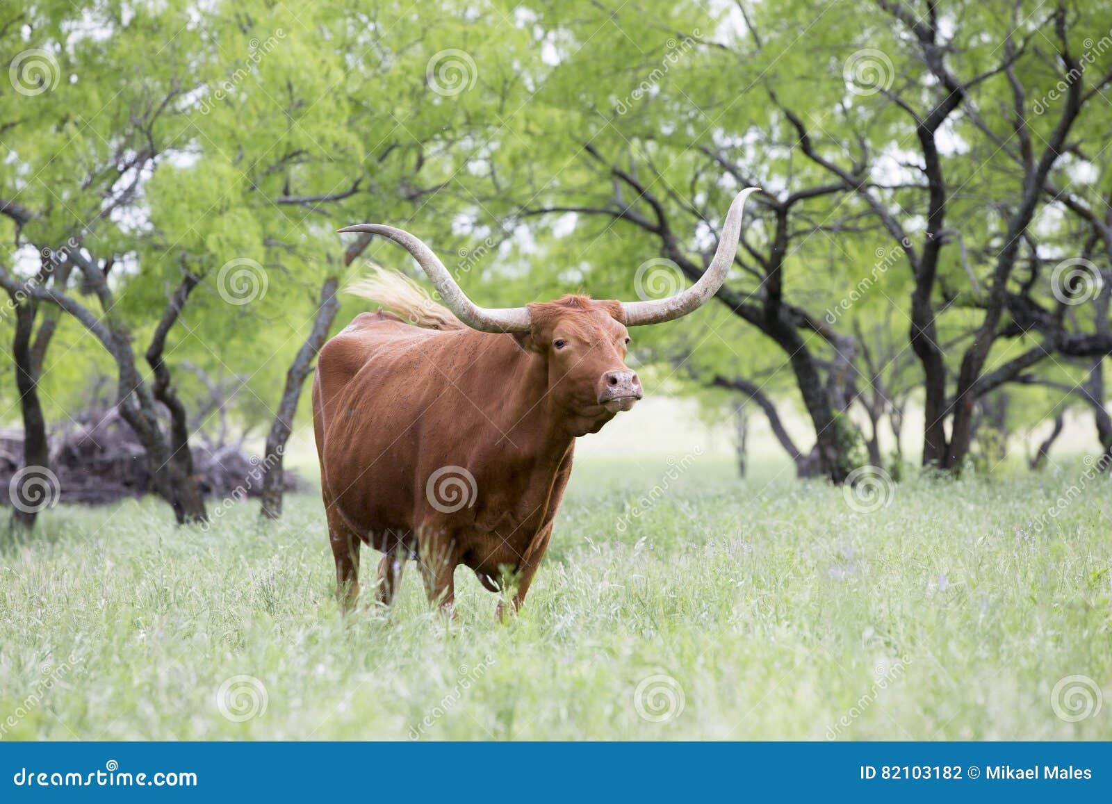 Huge Texas longhorn stock photo. Image of eating, green - 82103182
