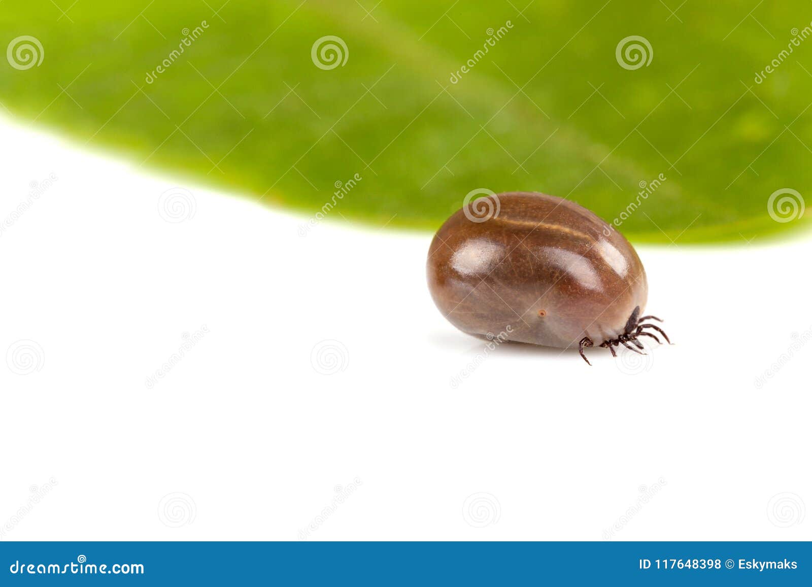 A huge tick full of blood. stock photo. Image of health - 117648398
