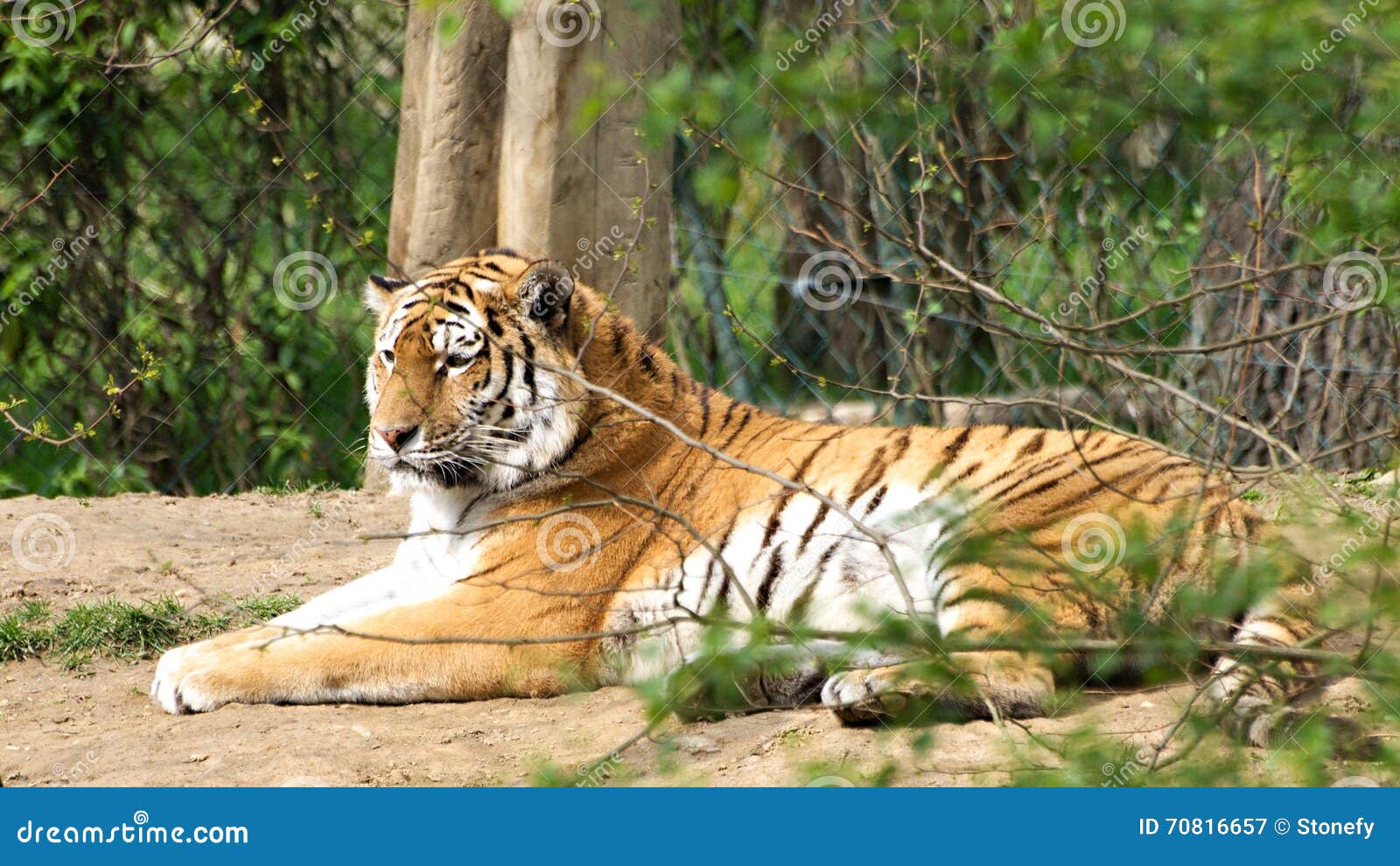Huge tiger laying stock image. Image of laying, huge - 70816657