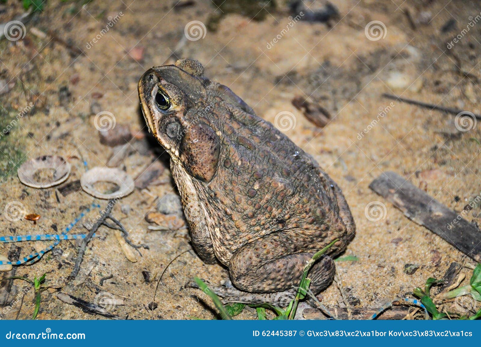 Huge Toad in the Amazon Rainforest, Manaos, Brazil Stock Image - Image ...