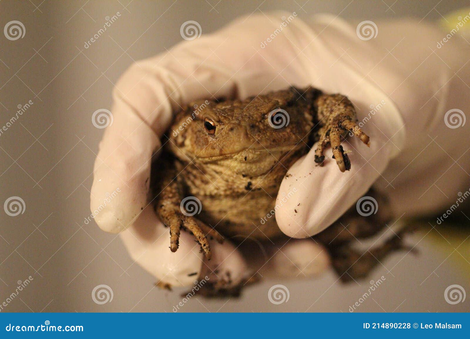 A Huge Toad is Held by a Gloved Hand Stock Photo - Image of abracadabra ...