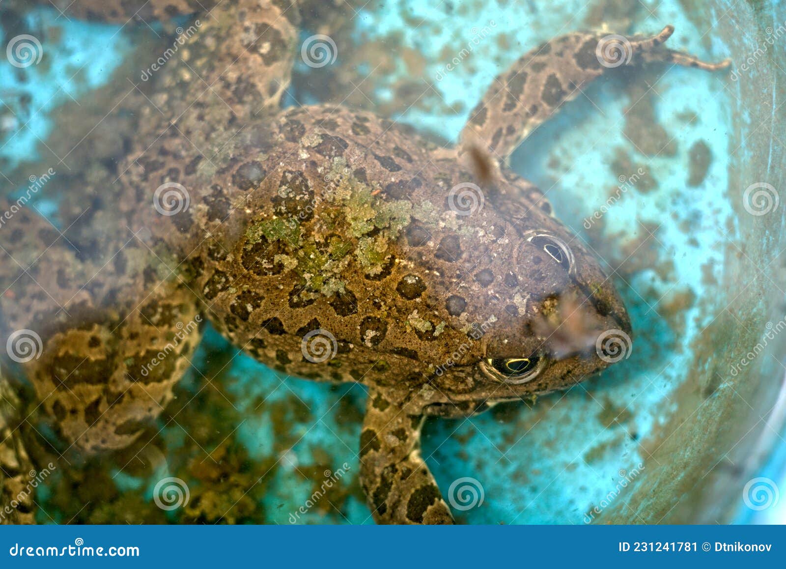 A Huge Toad with an Interesting Body Pattern is Sitting in the Water ...