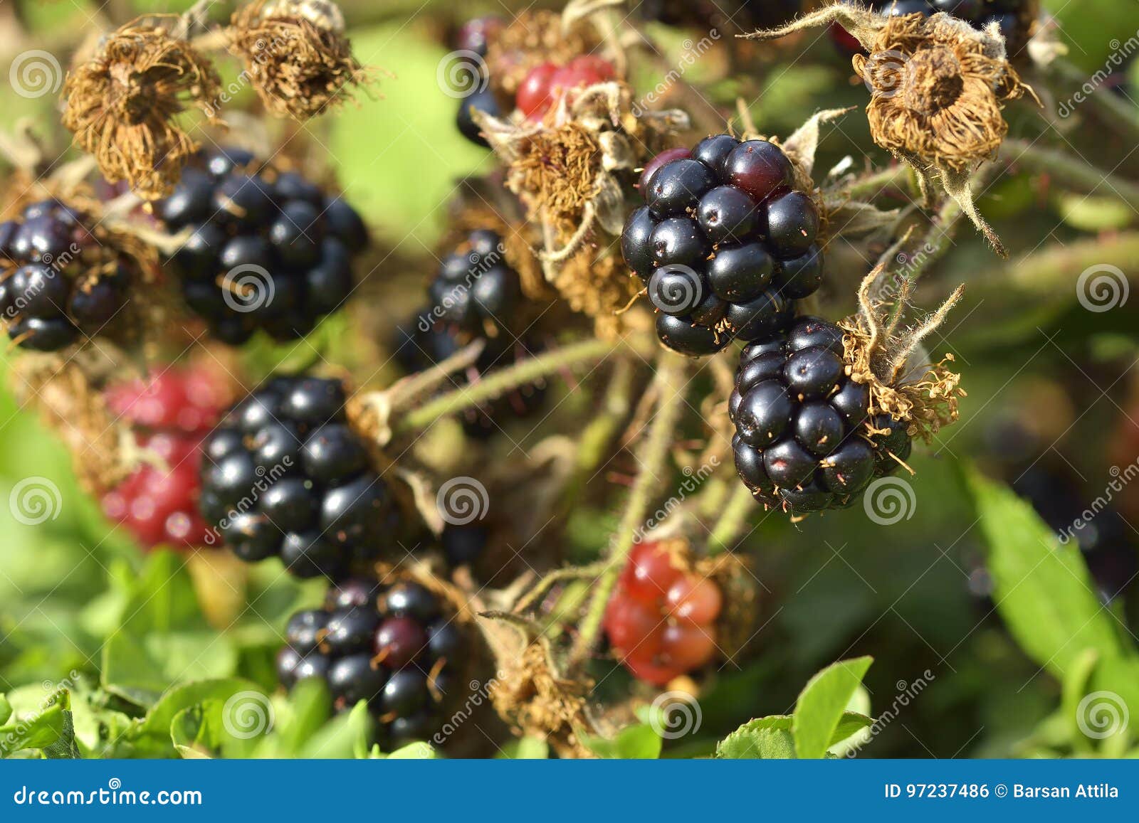 The Huge Torn-free Blackberries Begin To Ripen Stock Photo - Image of ...