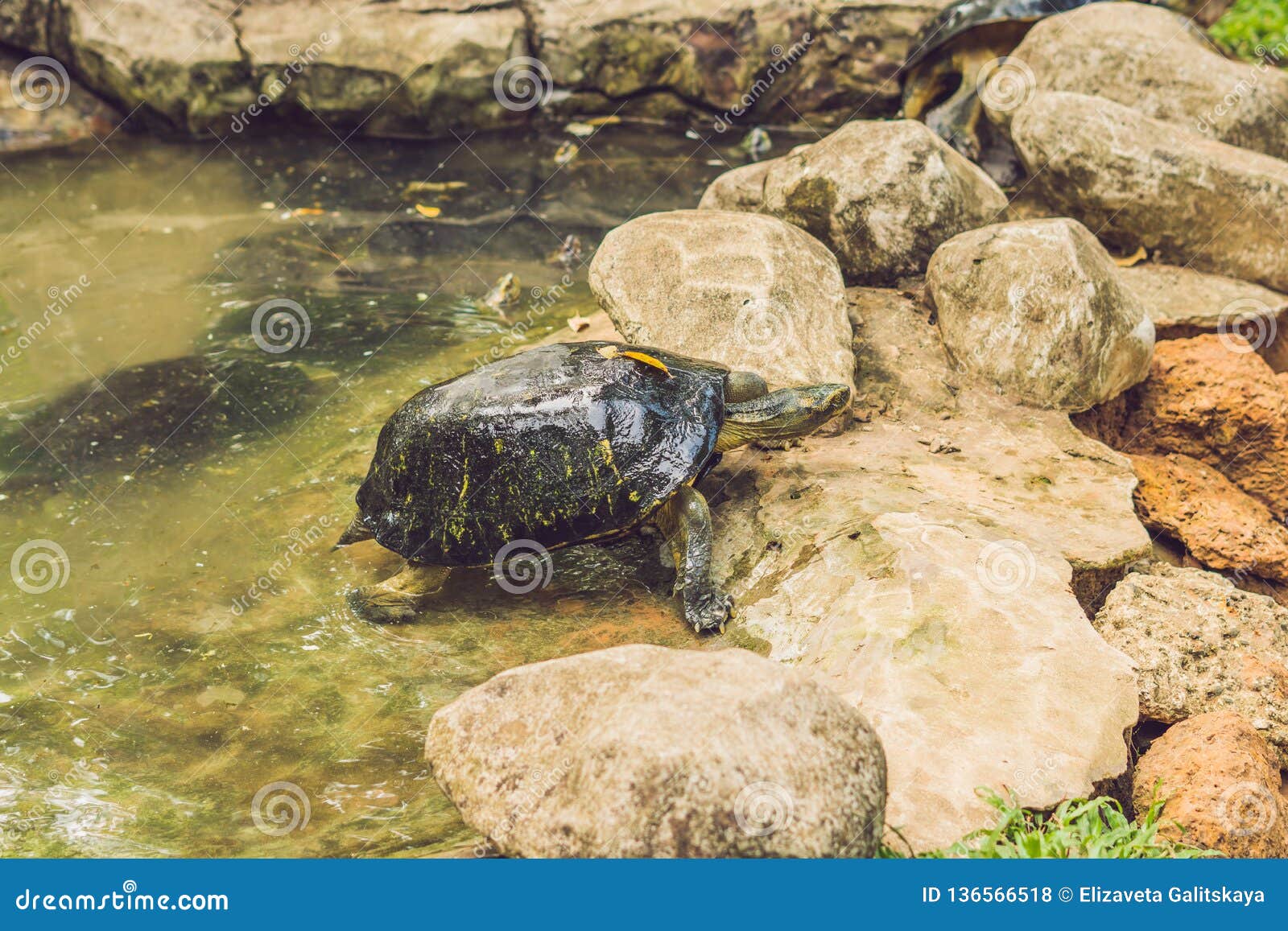 A Huge Tortoise Resting in the Park by the Pond Stock Photo - Image of ...