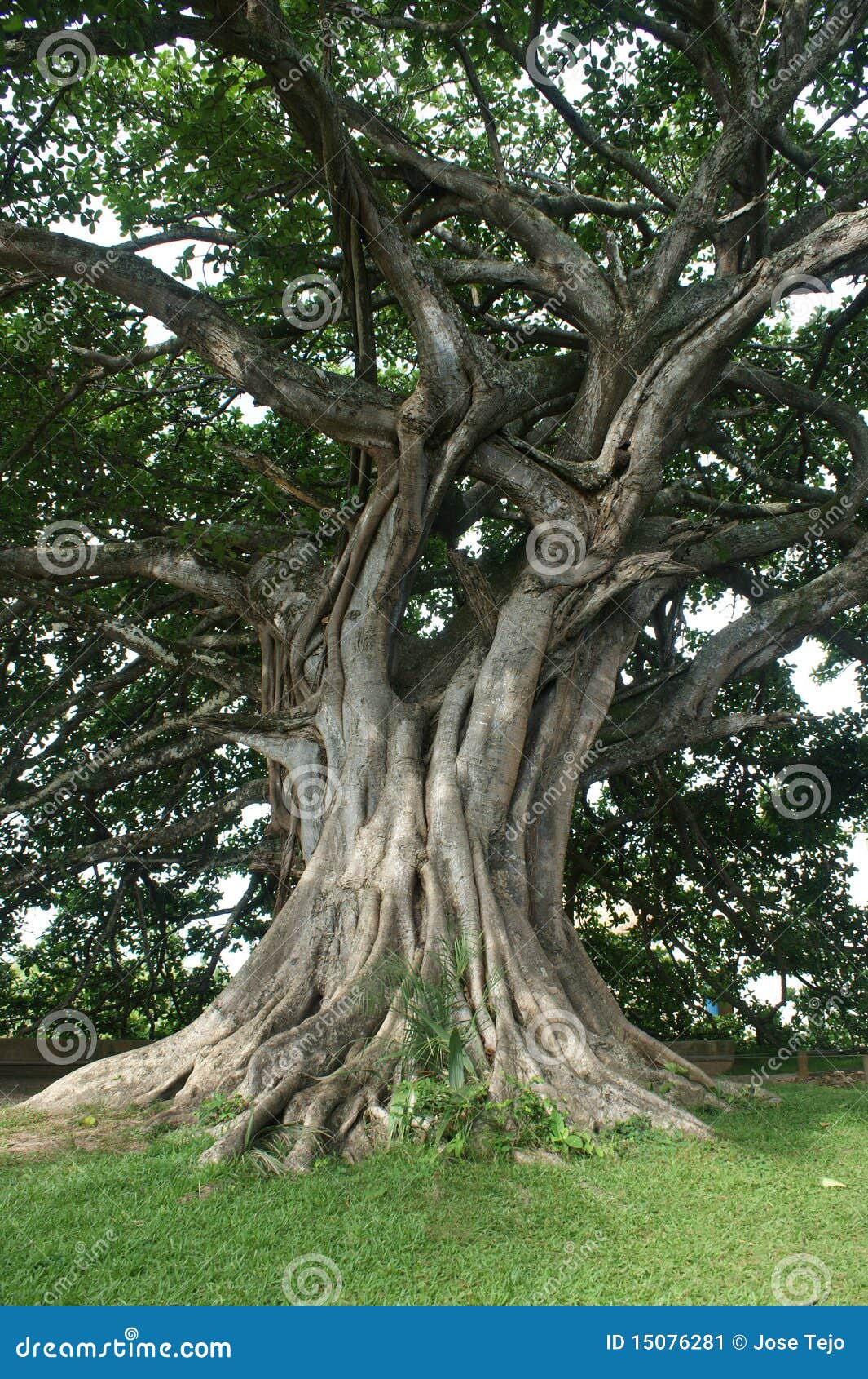 Huge tree stock image. Image of forest, green, brazil - 15076281