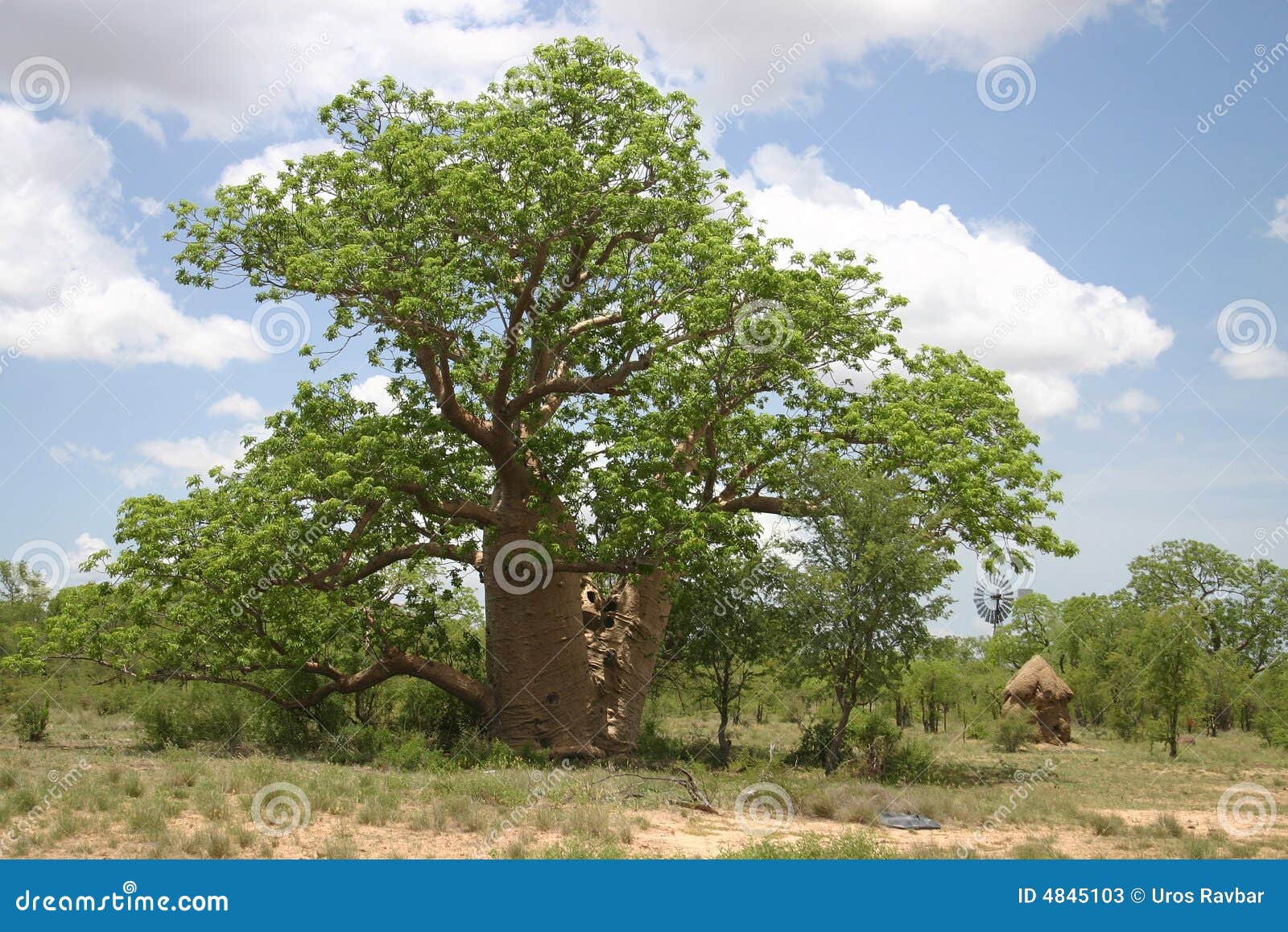Huge Tree stock image. Image of azure, feature, derby - 4845103
