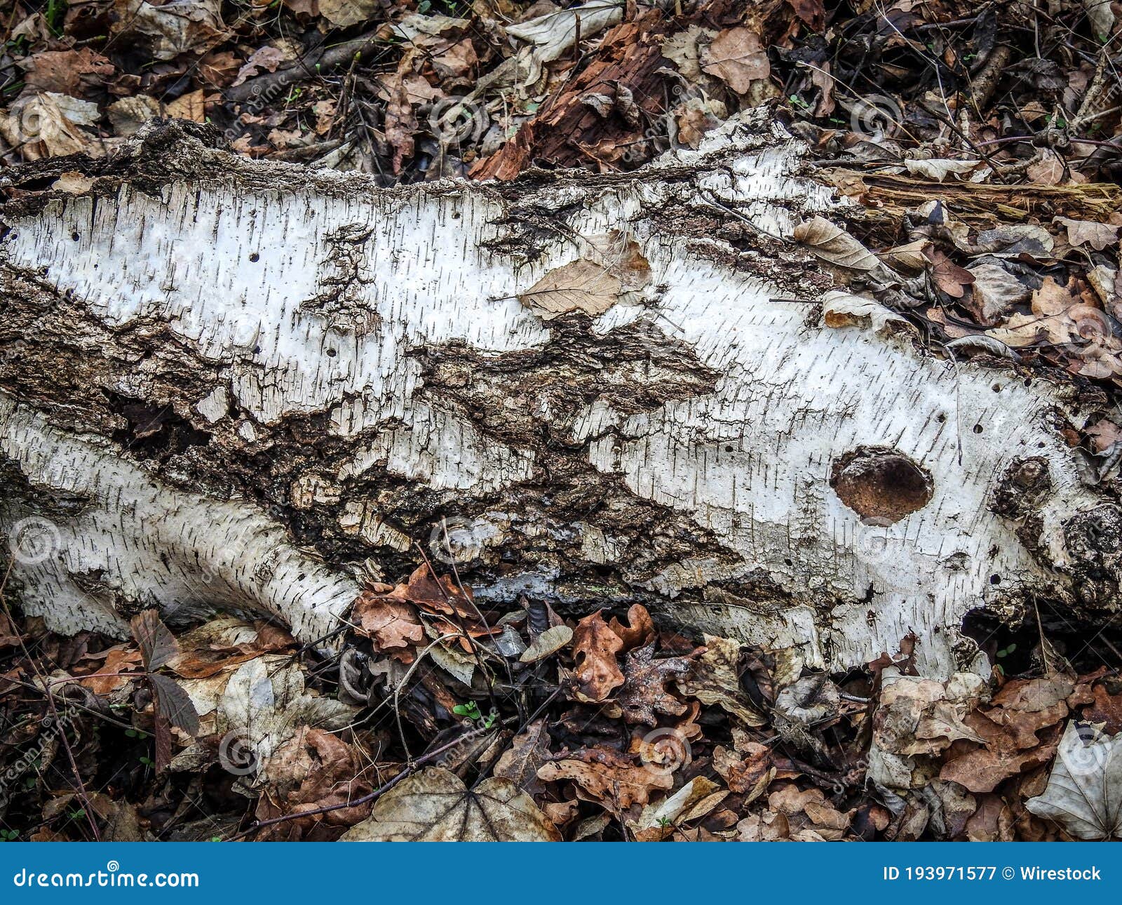 Huge Tree Bark on the Ground Surrounded by Fallen Trees Stock Image ...