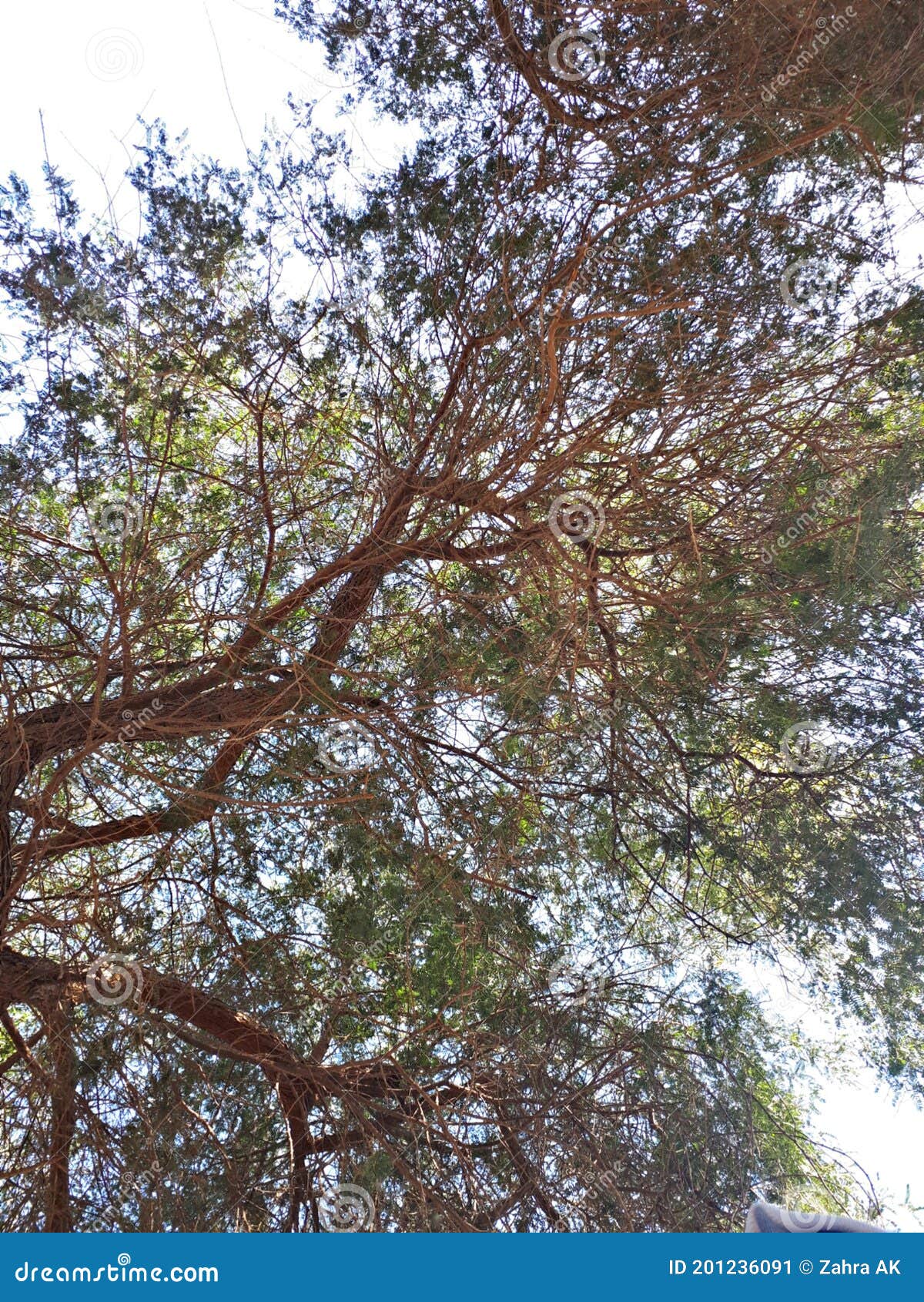 Huge tree stock image. Image of beautiful, green, tree - 201236091