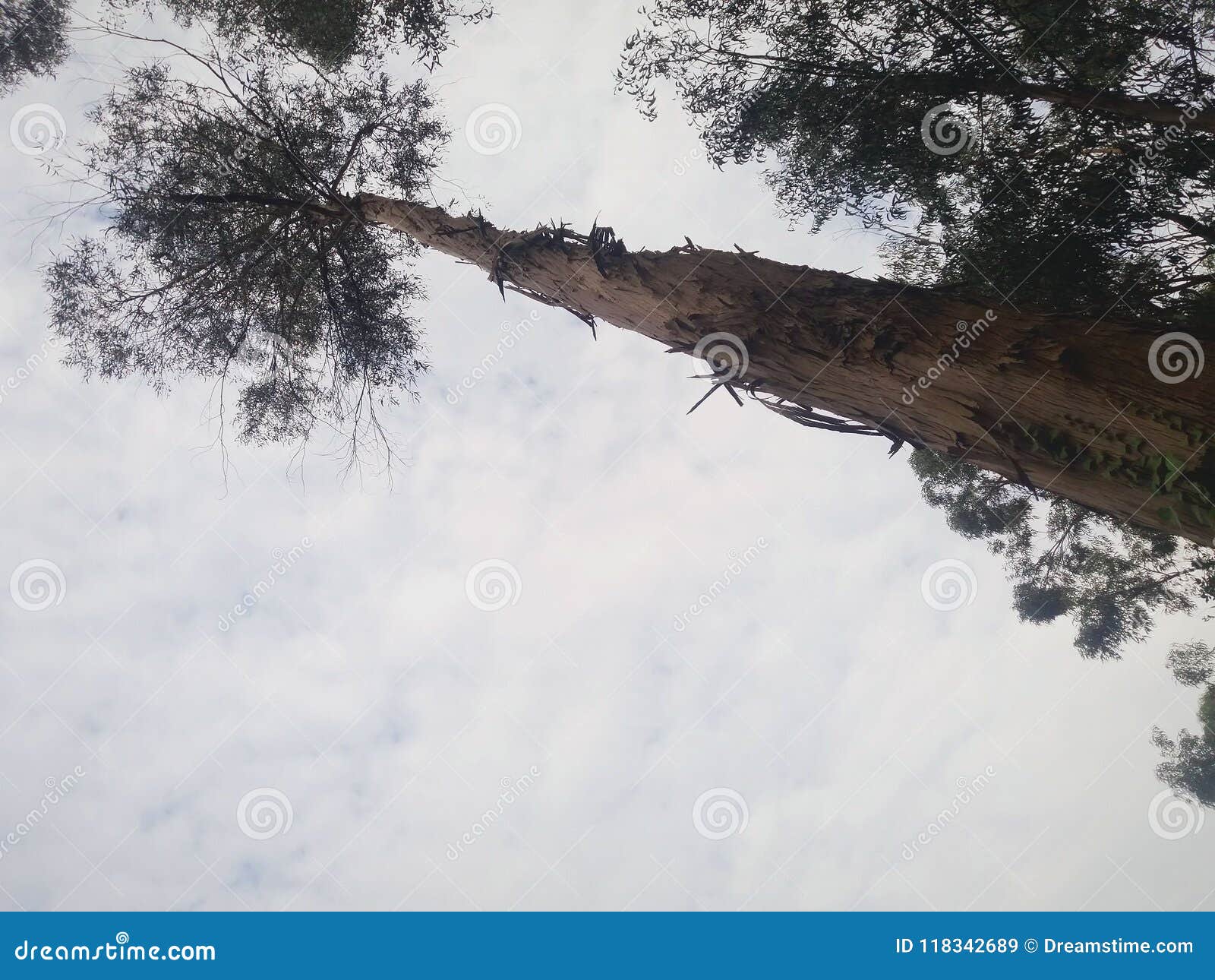 Huge Tree with a Beautiful Cloudy Sky Stock Image - Image of road ...