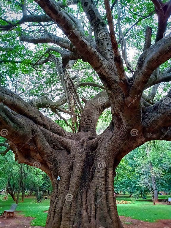 Huge Tree with Big Branches Stock Image - Image of bark, nature: 146660193
