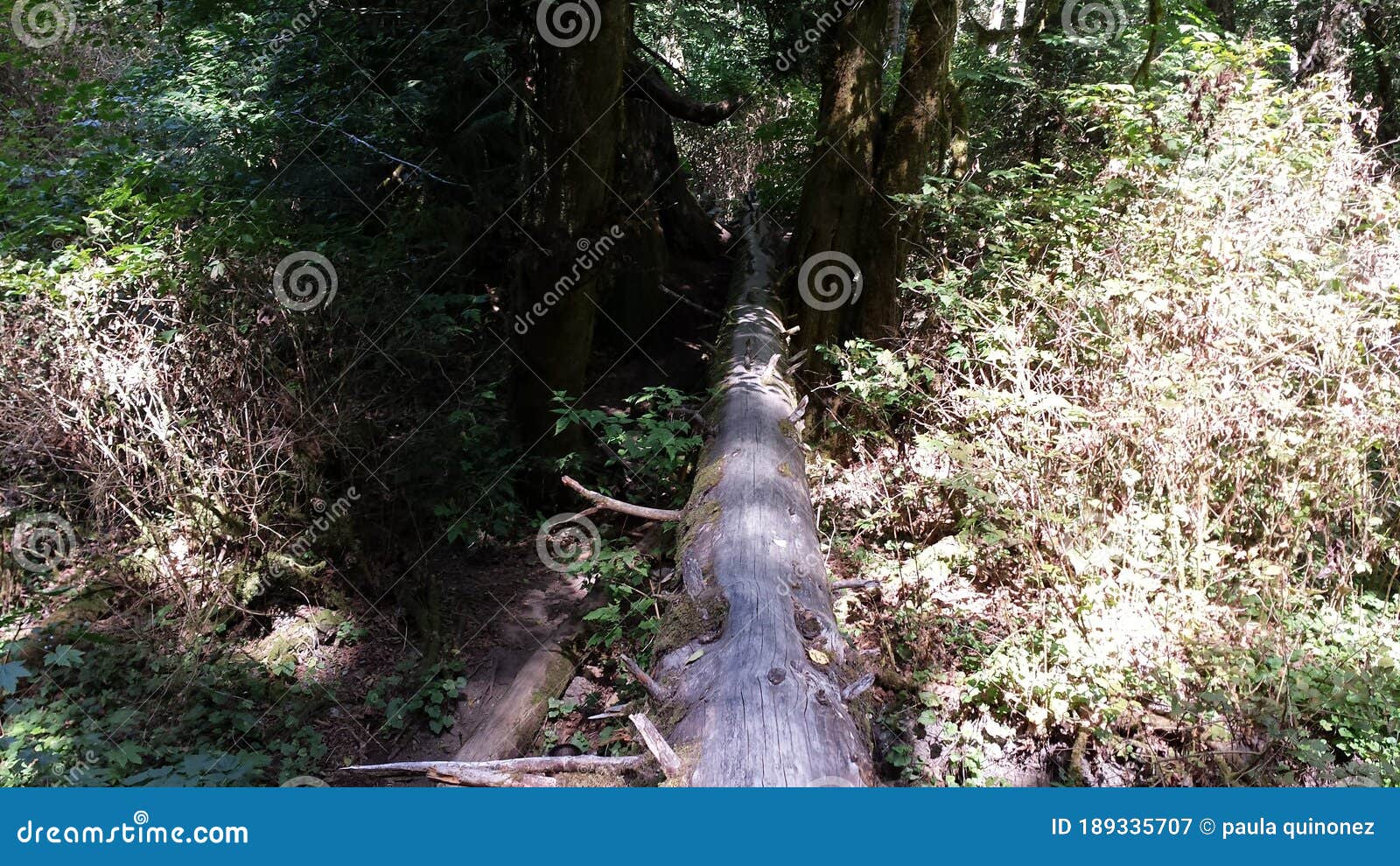 A Huge Tree a Big Log in the Middle of the Forest Stock Image - Image ...