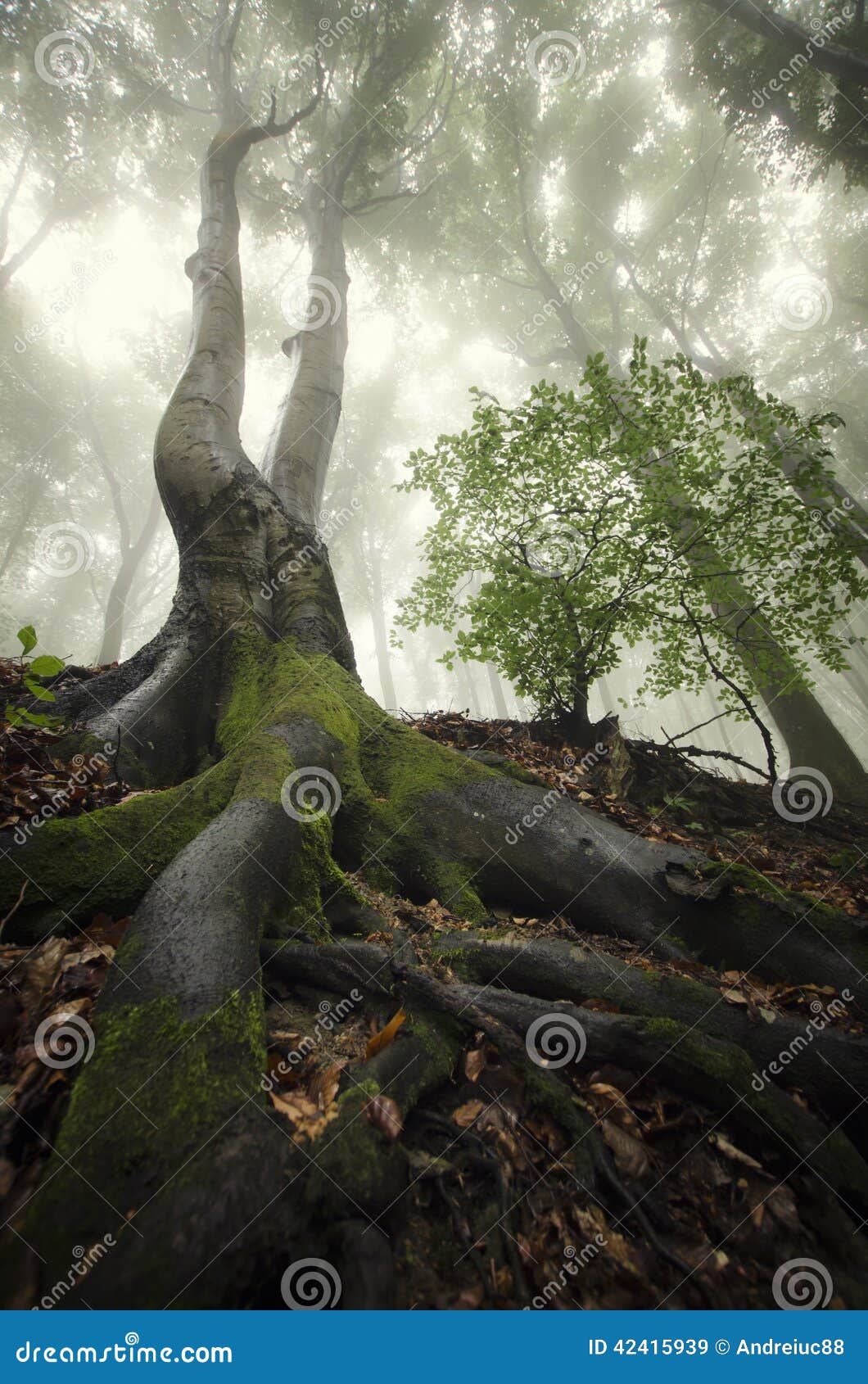 Huge Tree with Big Roots in Forest with Fog Stock Image - Image of ...