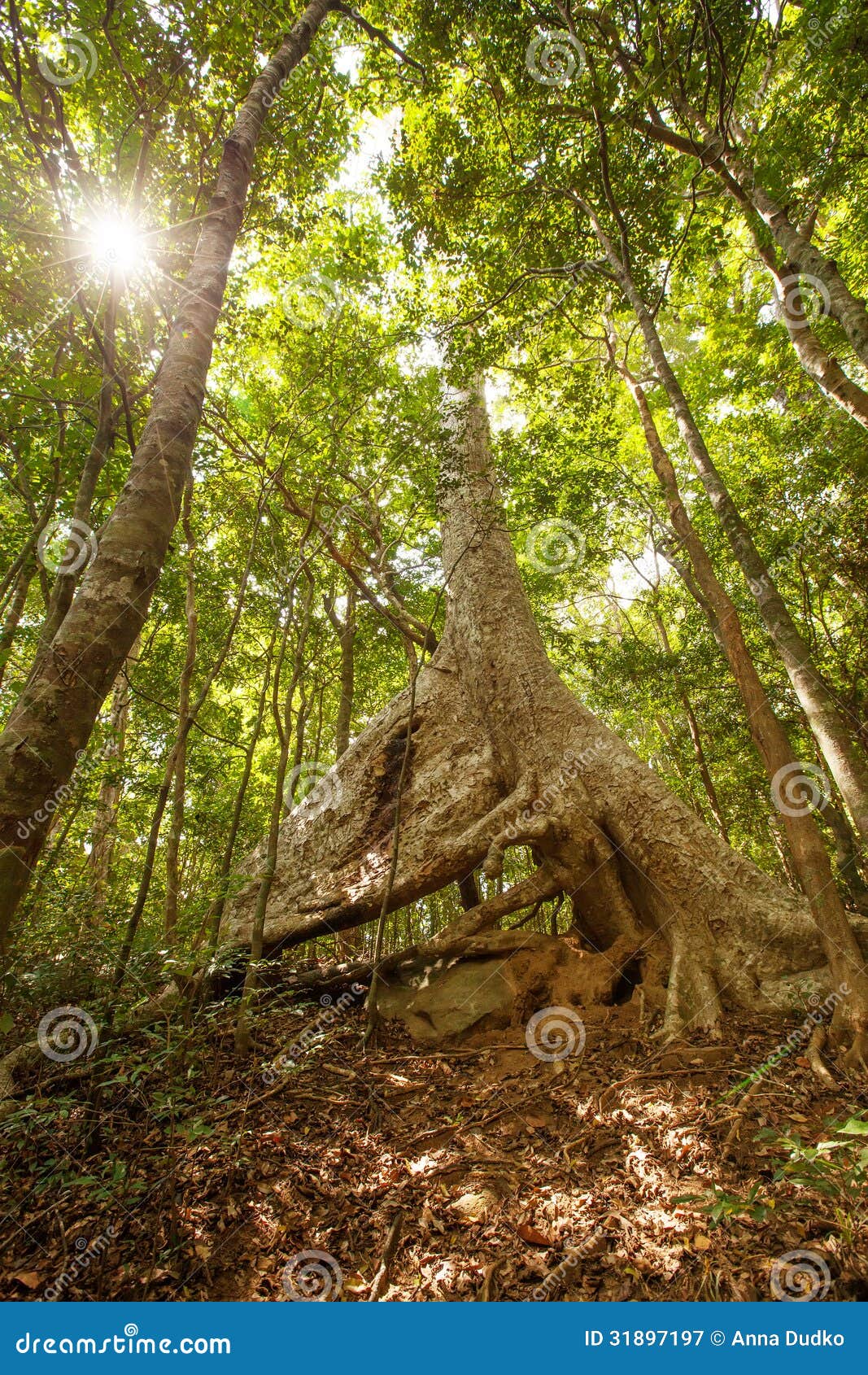 Huge Tree with Big Roots in Middle of Jungles Stock Image - Image of ...