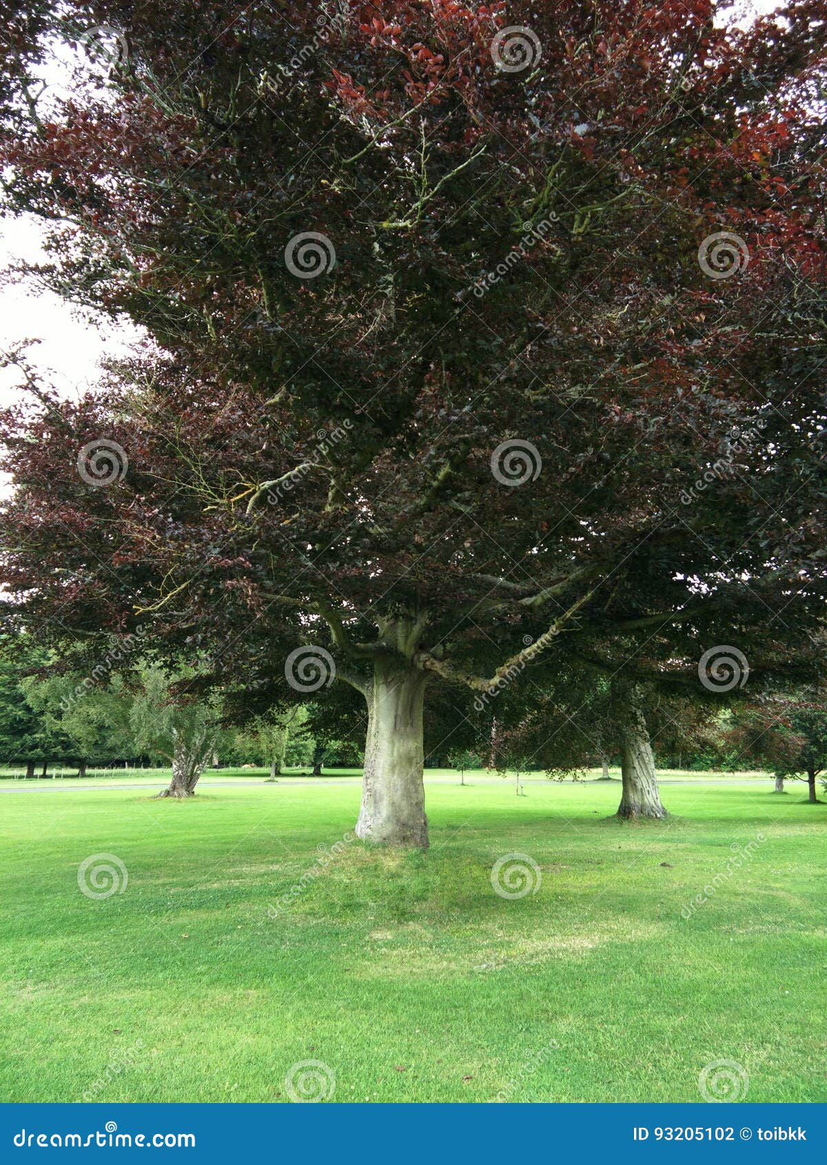 Huge tree stock photo. Image of shade, natural, relax - 93205102