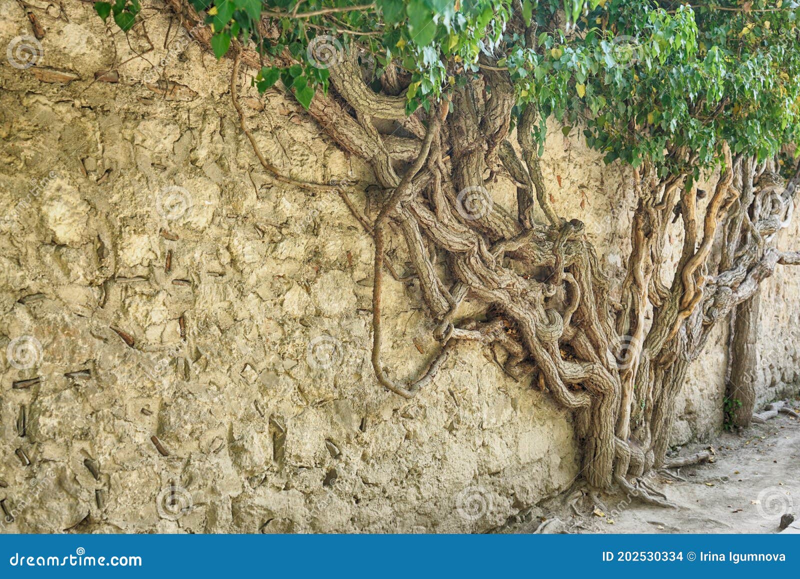 Tree Branches Intertwine on the Wall Stock Photo - Image of beautiful ...