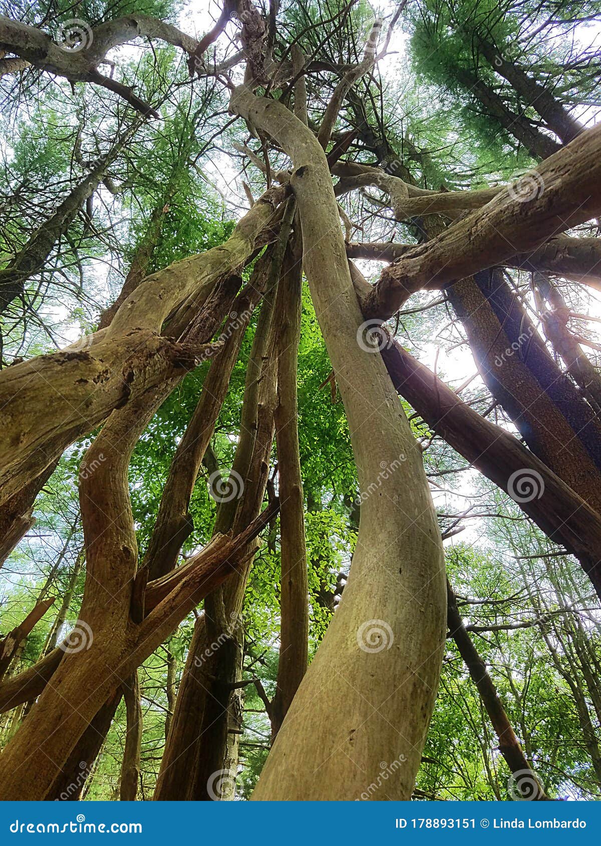 Teepee Structure For Shelter Made Of Tree Branches On A Sandy Beach In ...