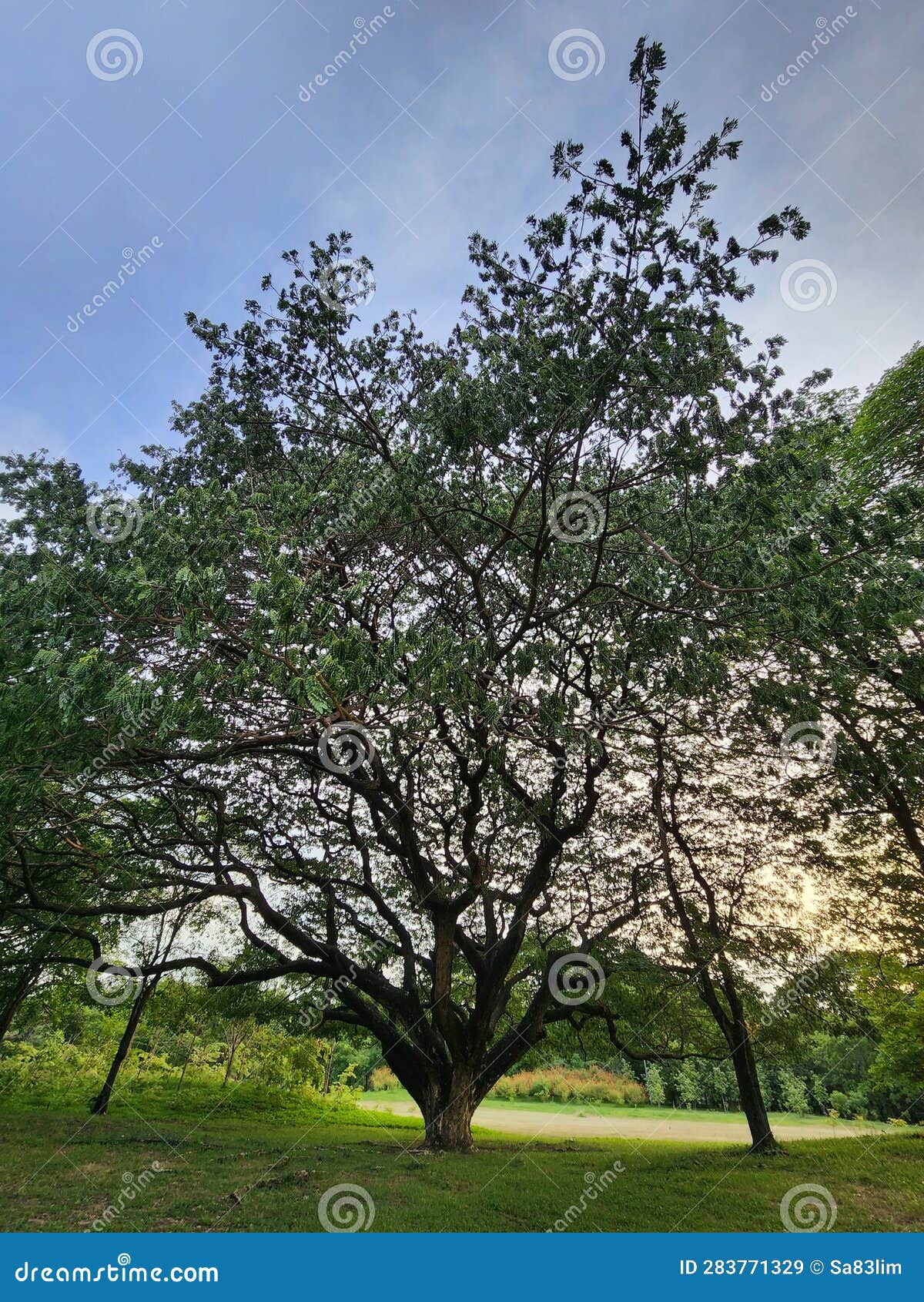 Huge Tree in Chatuchak Park, Bangkok Stock Image - Image of autumn ...
