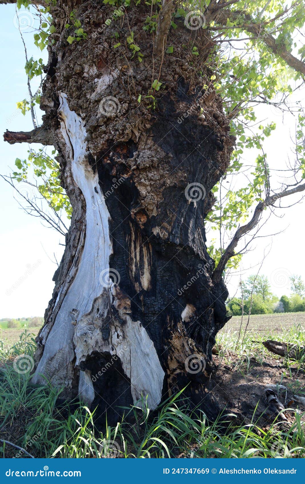 Huge Tree with Damaged Bark. the Tree Was Scorched by a Lightning ...