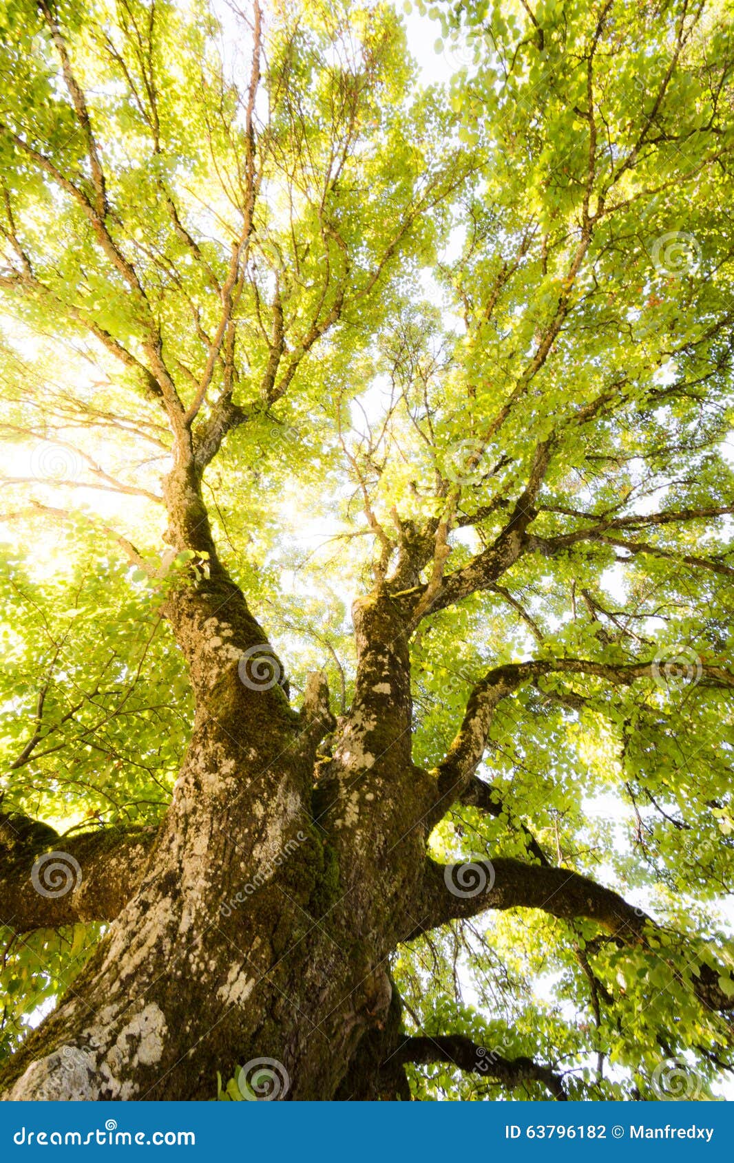 Huge Tree stock photo. Image of huge, tree, trunk, branch - 63796182