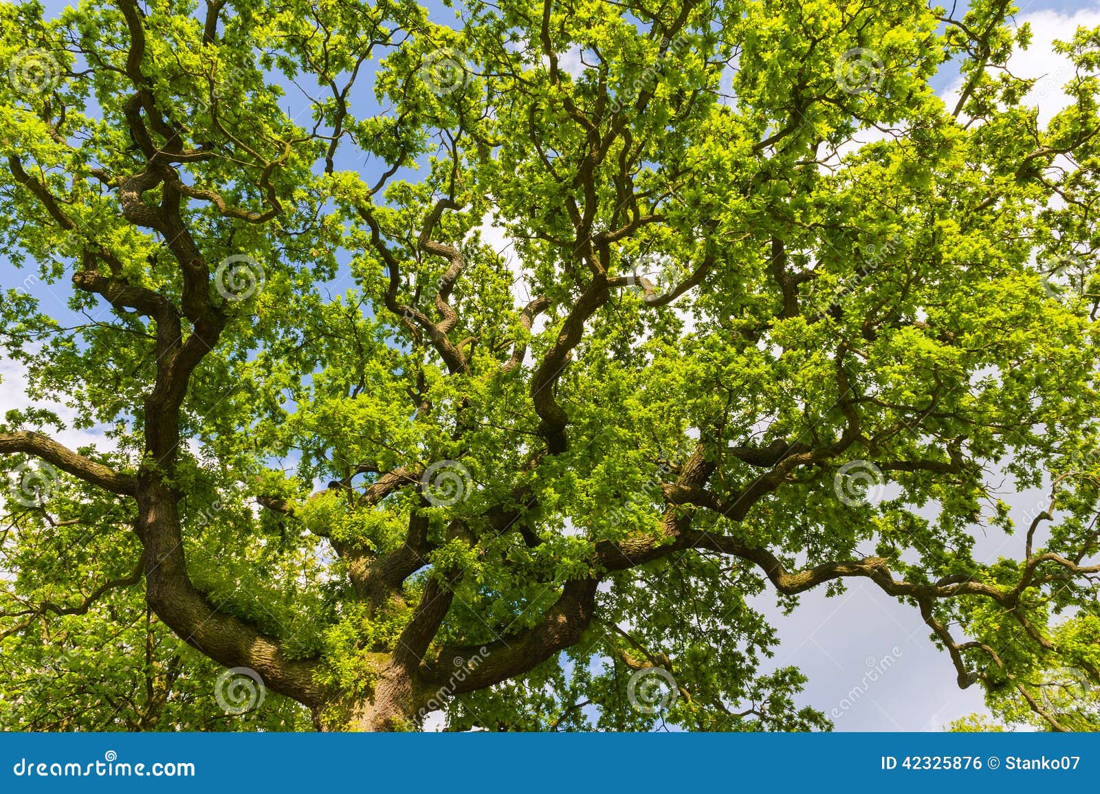 Huge Tree Roots Engulf The Ruined Temple Royalty-Free Stock Image ...