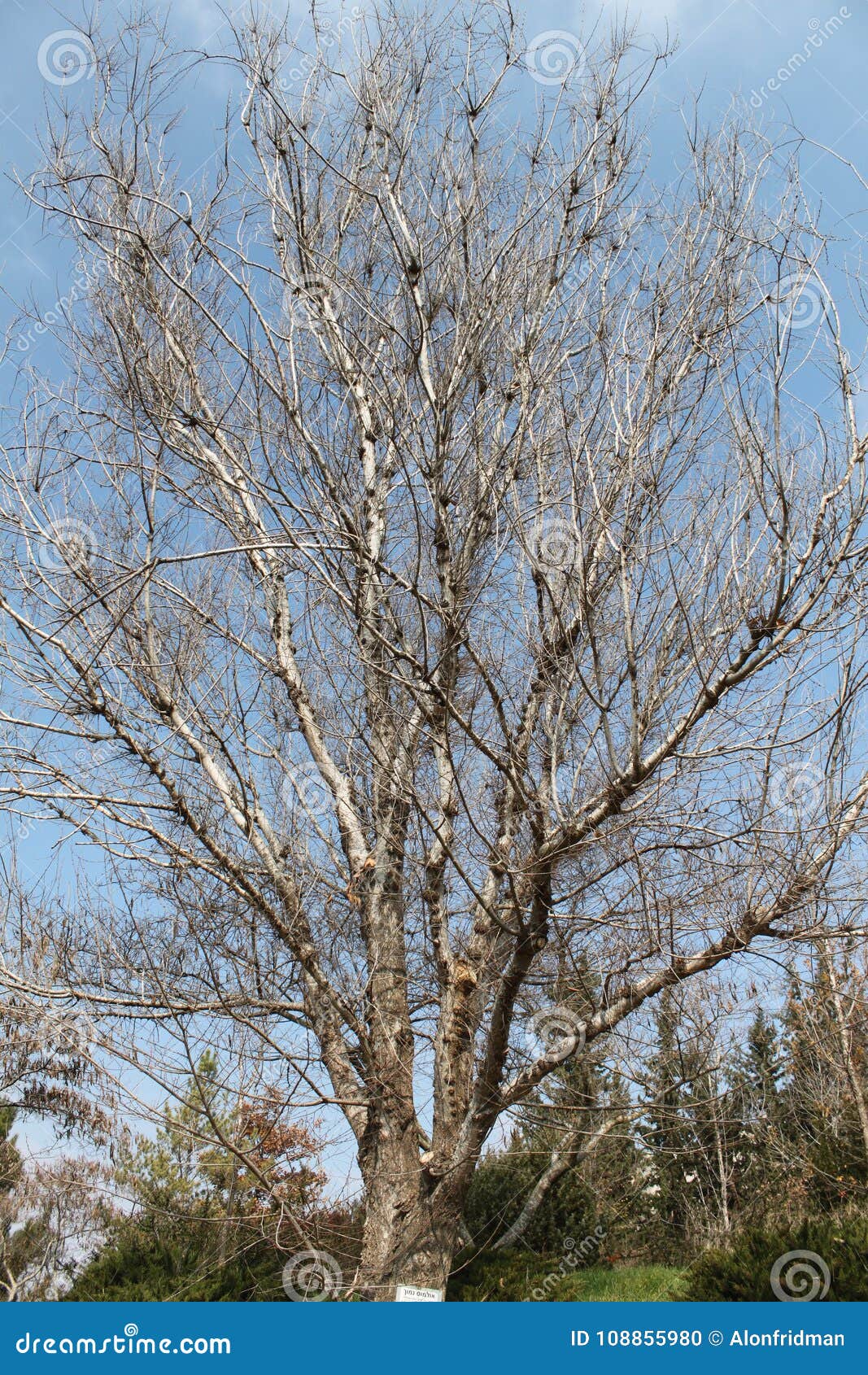 No Leaves Tree Branches stock photo. Image of nature - 108855980