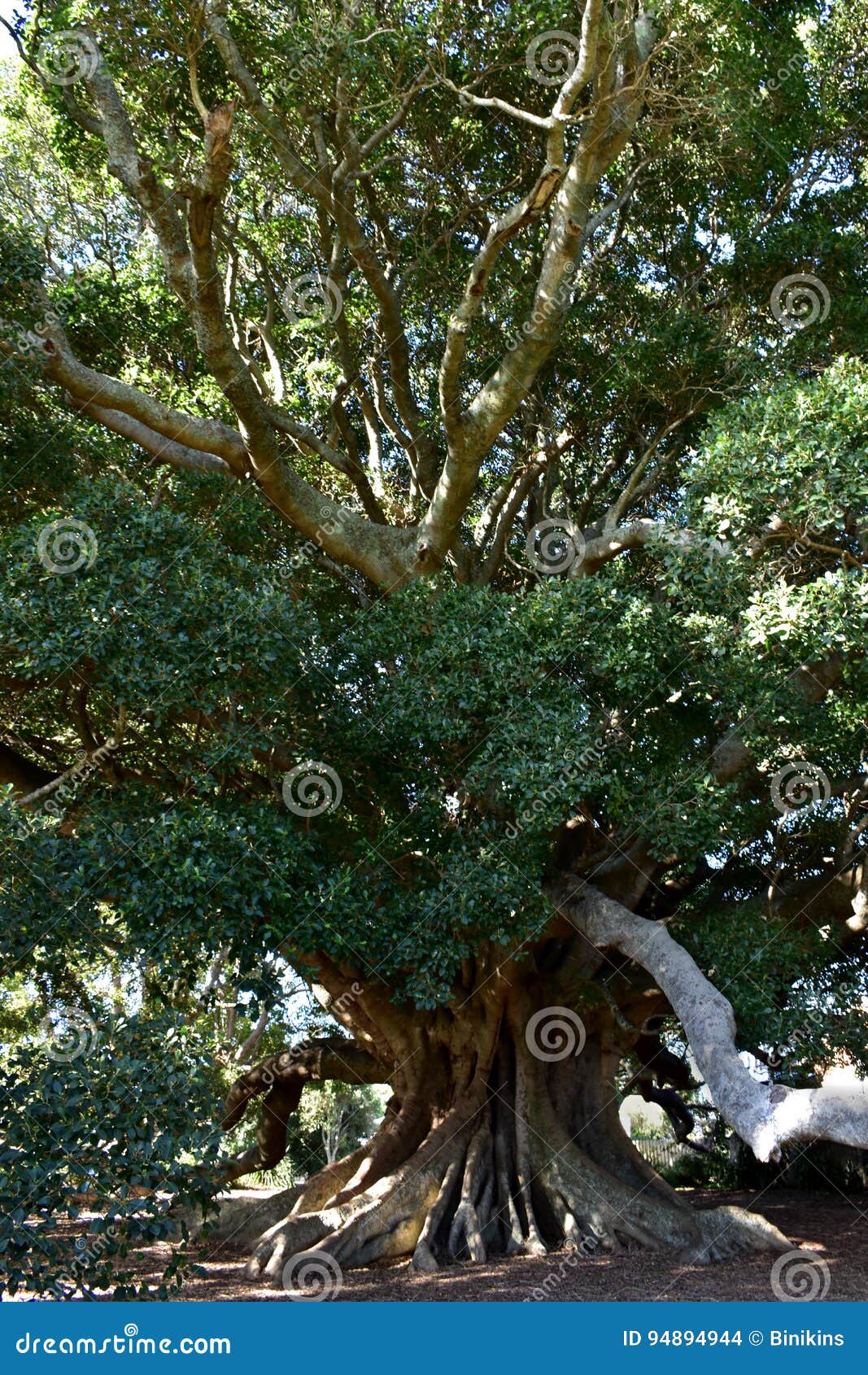 Huge Tree stock photo. Image of south, ancient, towering - 94894944