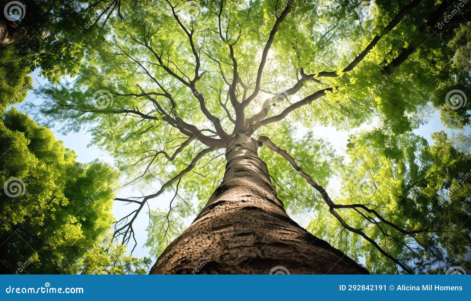 Huge Tree in the Forest, Seen from Below. AI Generated Stock ...