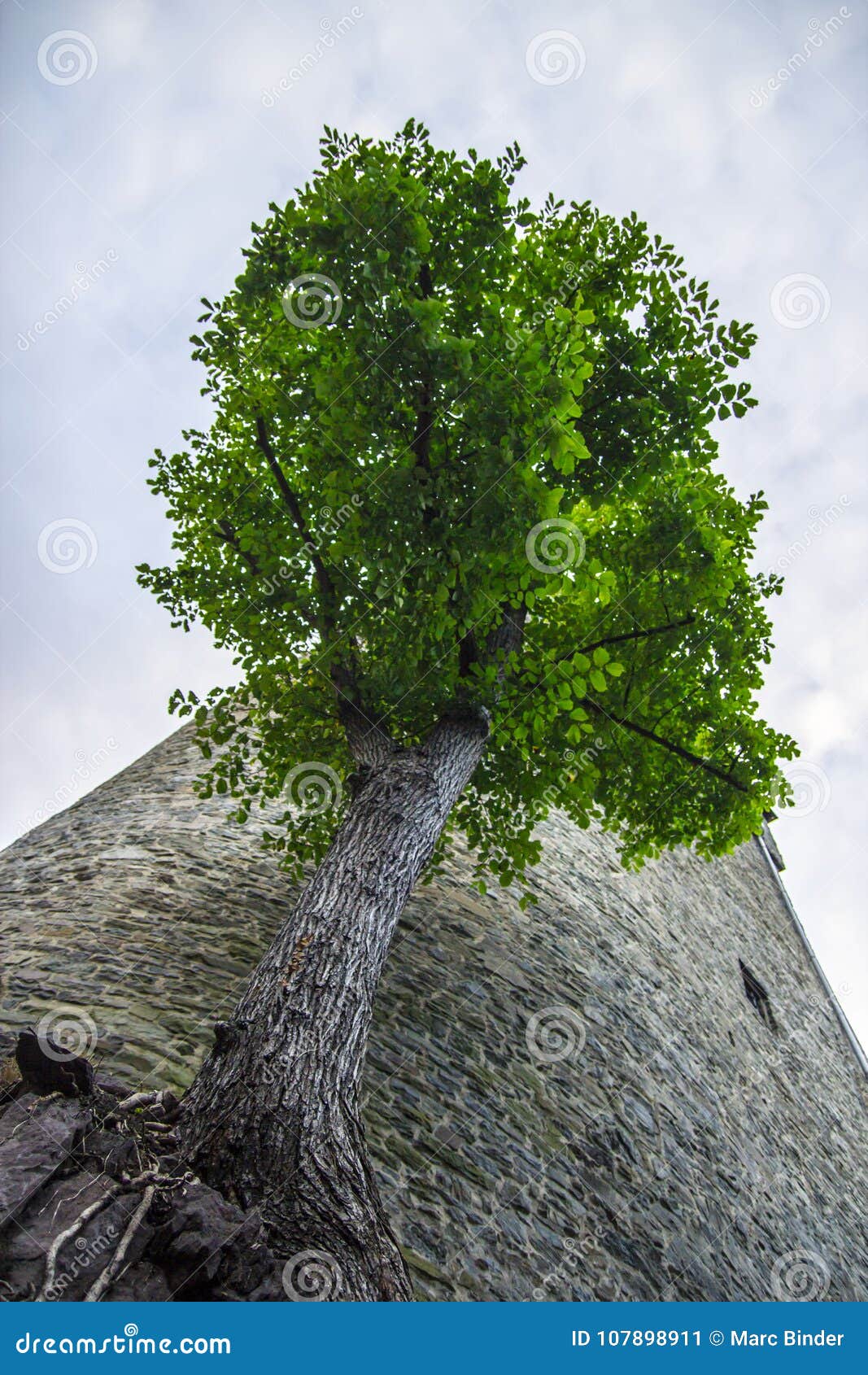 A Huge Tree Growing in Front of a Tower Stock Image - Image of growing ...