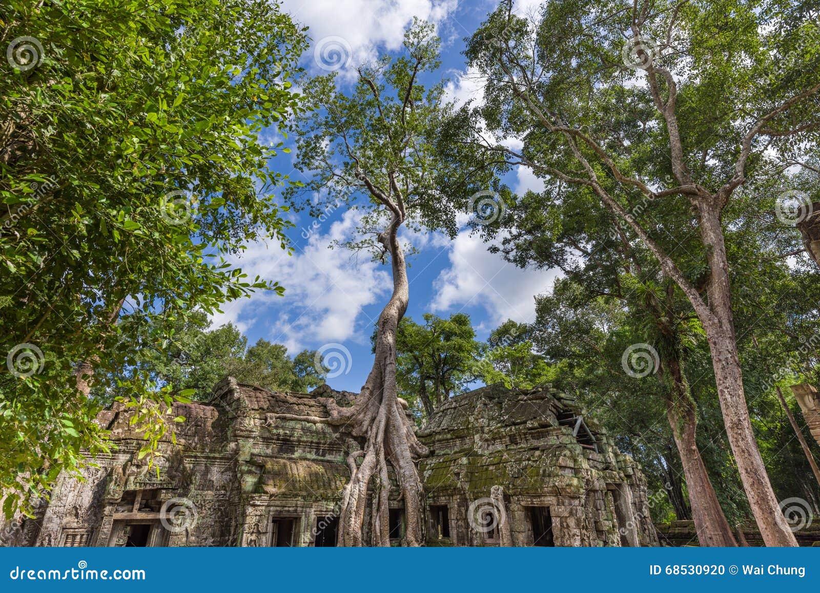 Huge Tree Growing Over Ancient Temple Stock Photo - Image of grand ...