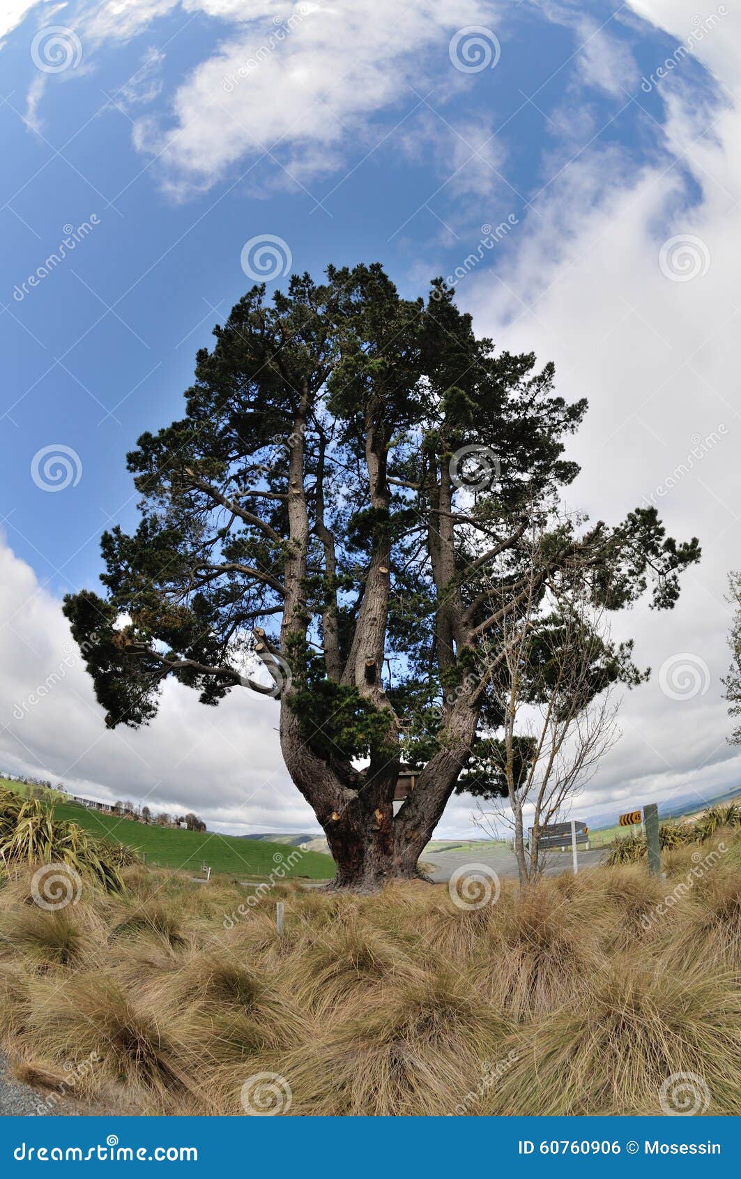Huge tree and Hay stock photo. Image of ancient, tree - 60760906