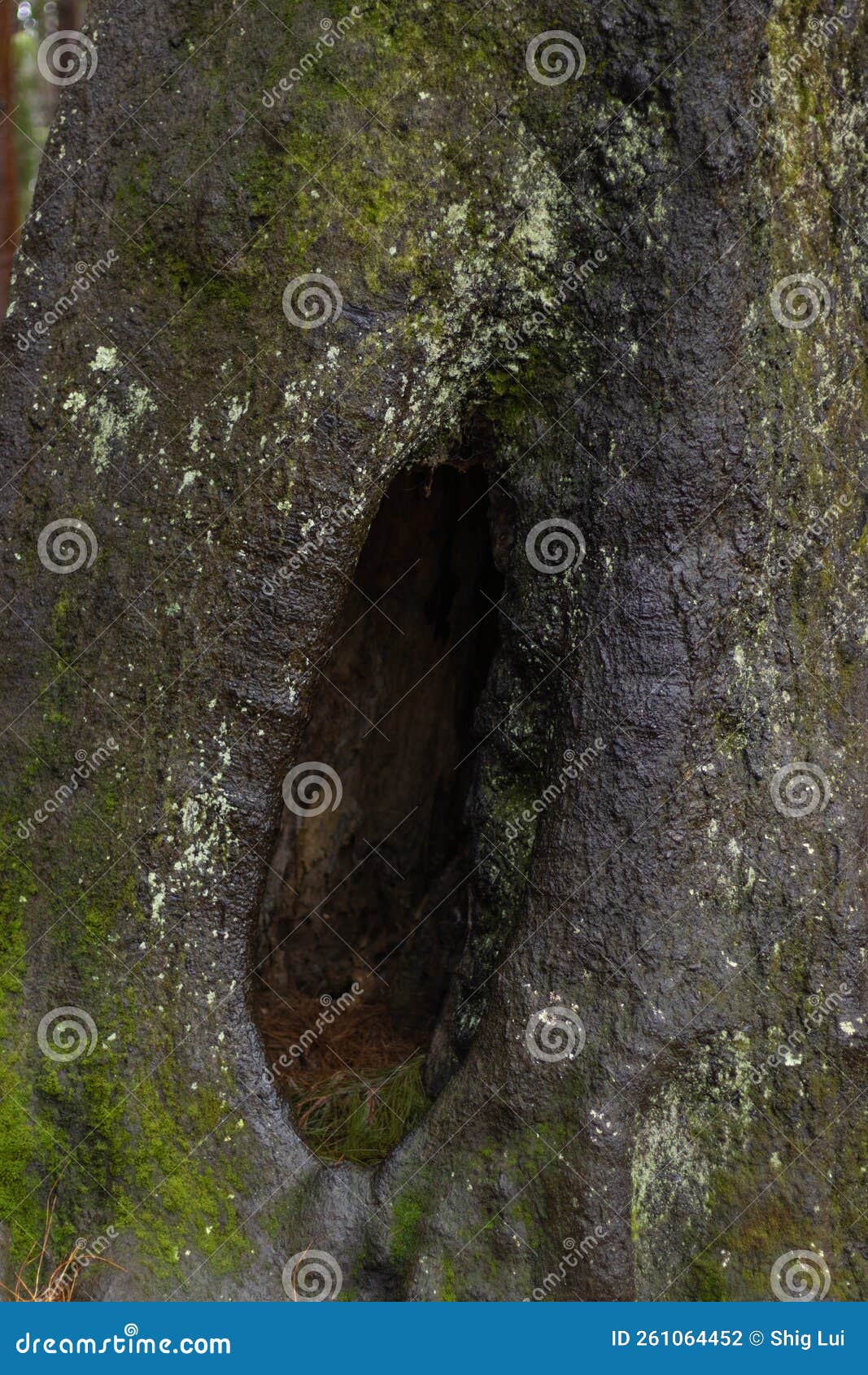 Huge Tree with a Hole in the Middle 2 Stock Photo - Image of light ...