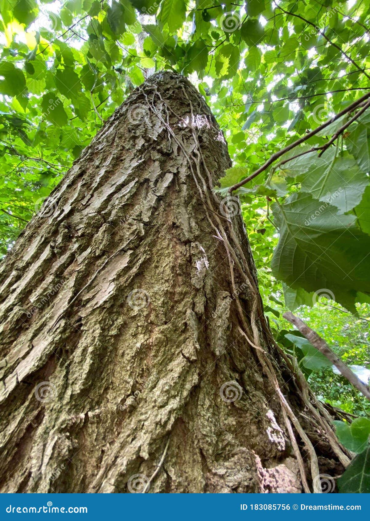 A huge tree. stock photo. Image of deciduous, branch - 183085756