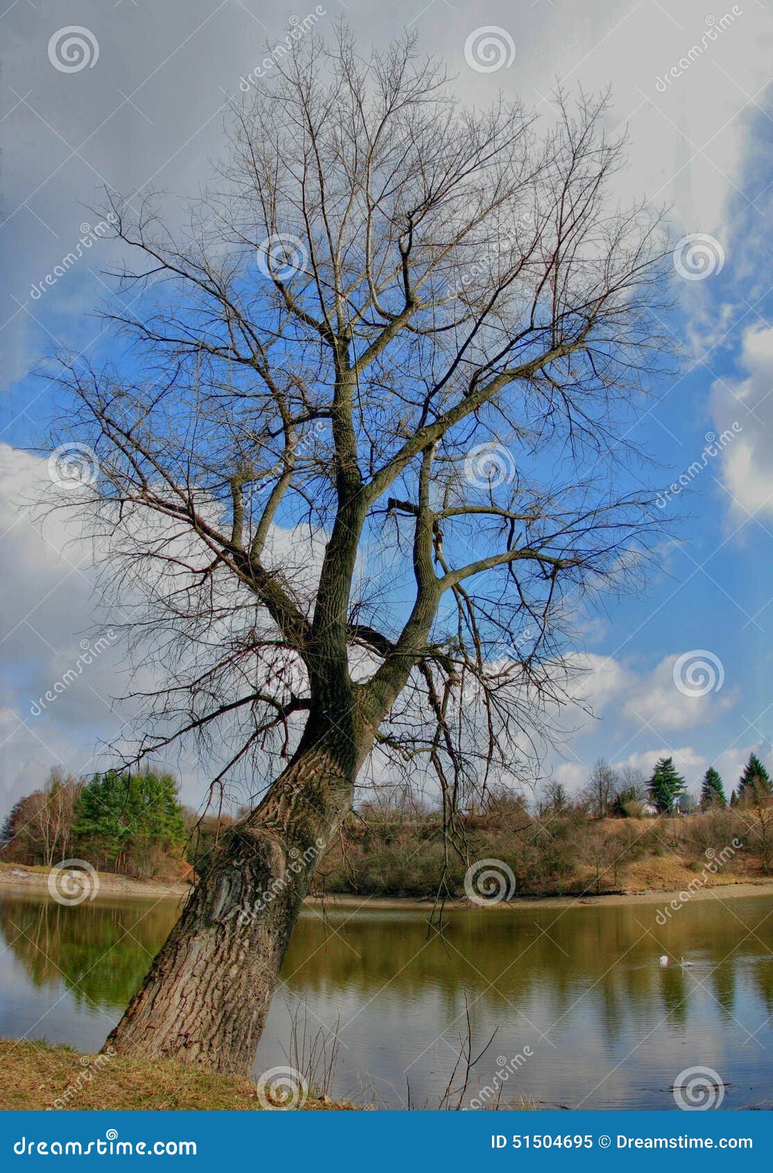 A huge tree stock image. Image of park, cloud, skies - 51504695