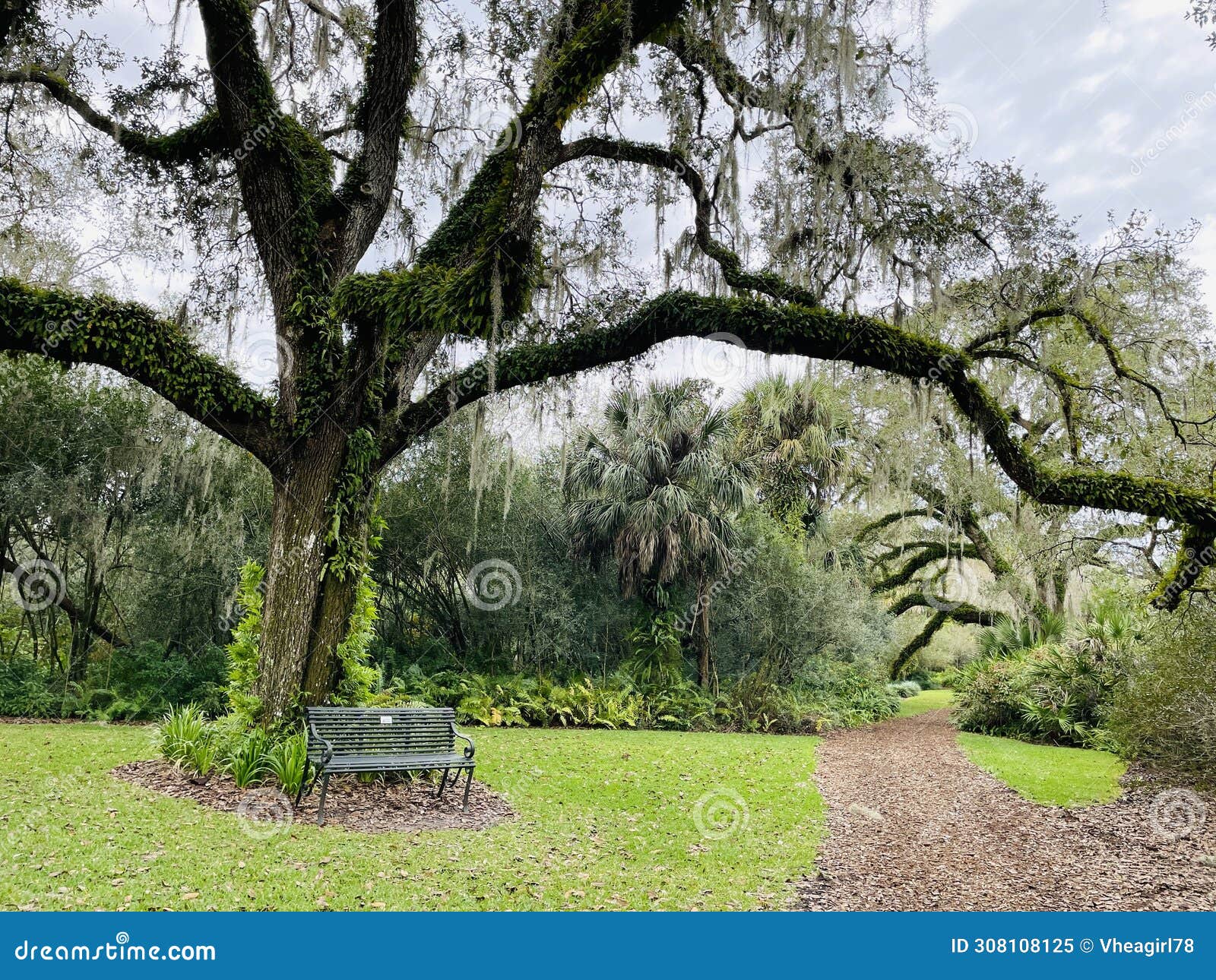 Humongous Tree and Its Long Branches Stock Image - Image of deciduous ...