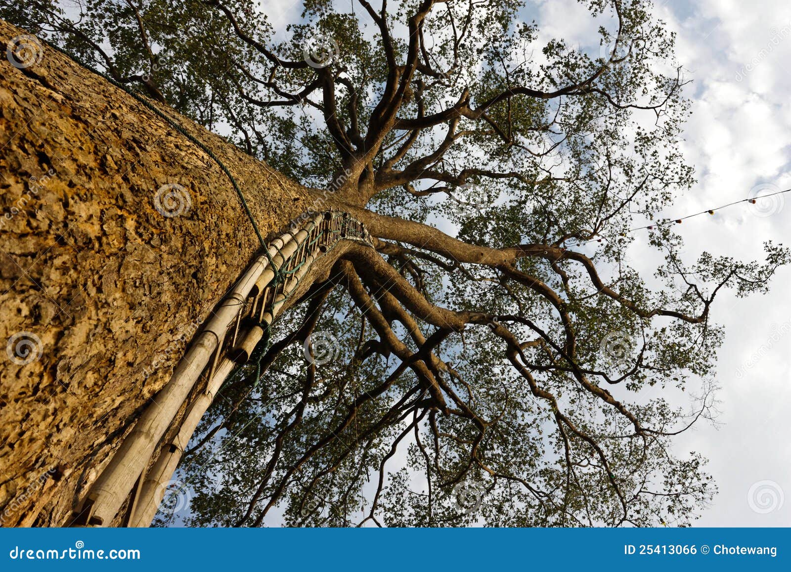 Huge tree in Keng tung stock photo. Image of leaves, ladder - 25413066