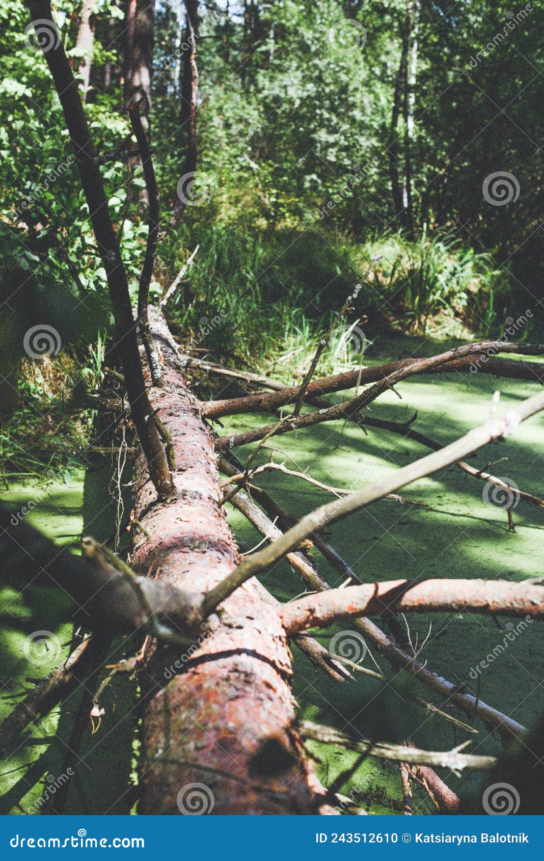 A Huge Branching Tree Lying through the Swamp Stock Photo - Image of ...
