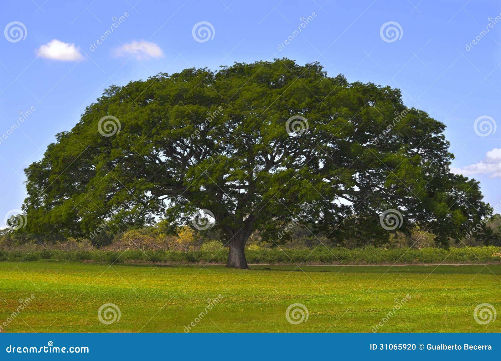 Huge Oak Tree In Front Of The Farm House Royalty-Free Stock Photo ...
