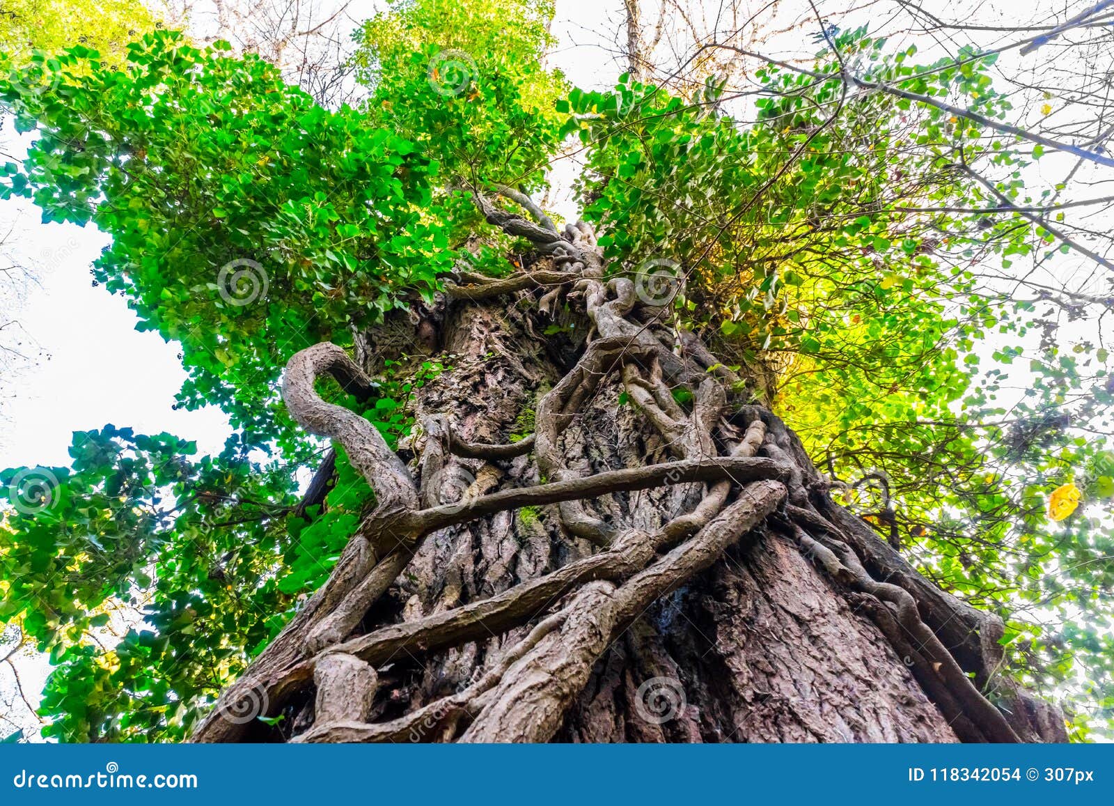 Huge Tree with Multiple Trunks Stock Photo - Image of thailand, view ...
